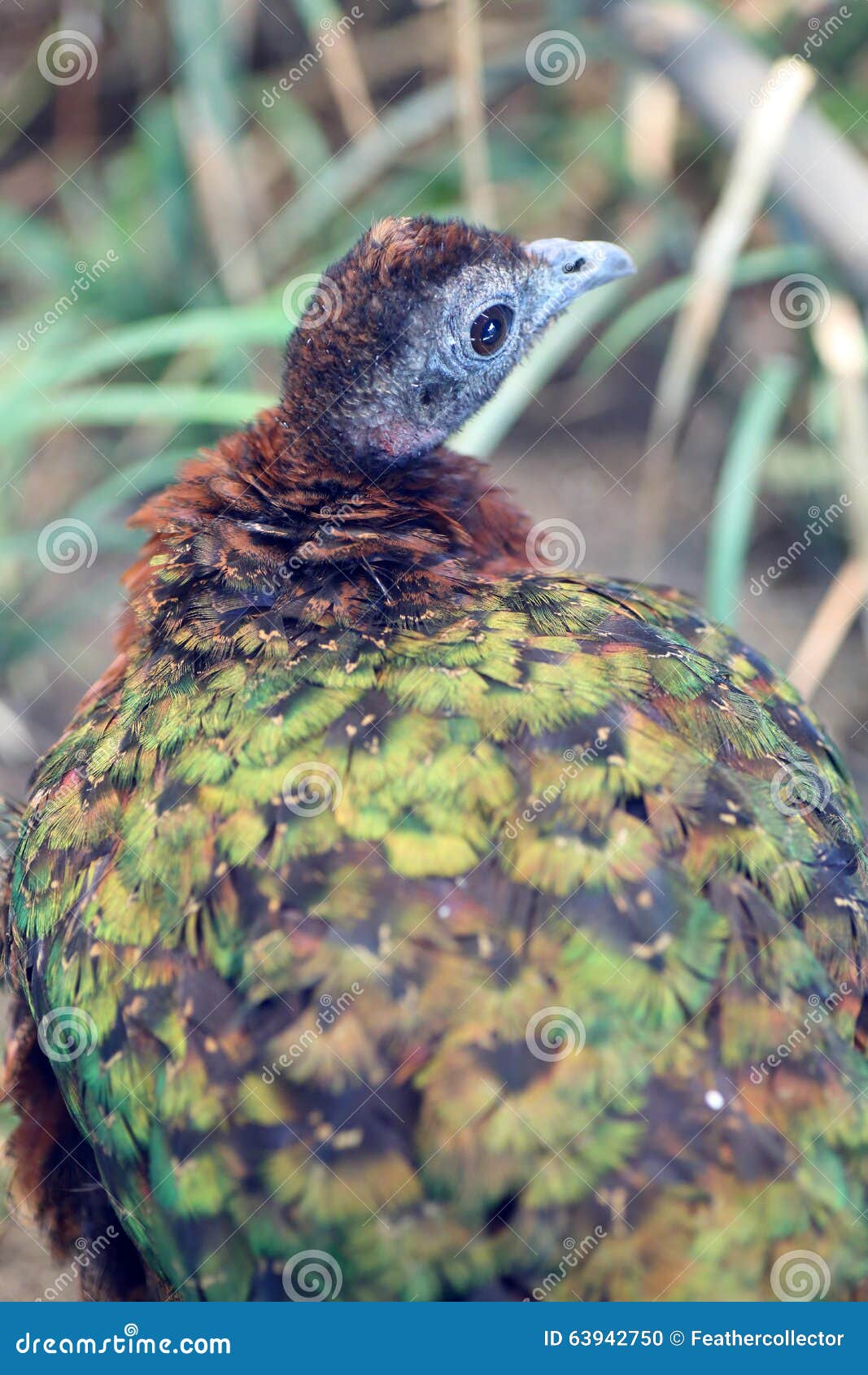 Peafowl du Congo photo stock. Image du faune, endémique - 63942750