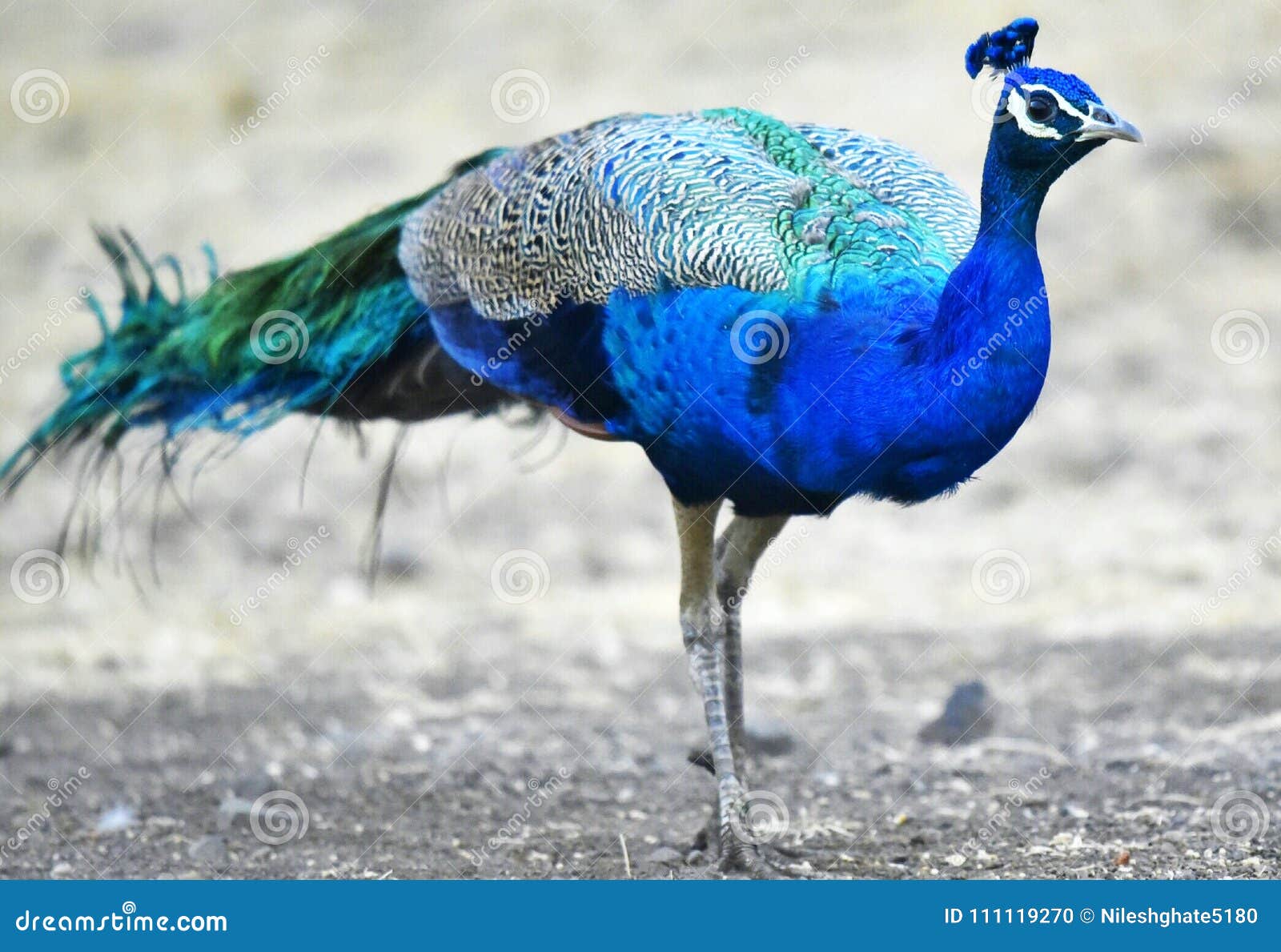 Peafowl el pájaro real foto de archivo. Imagen de real - 111119270