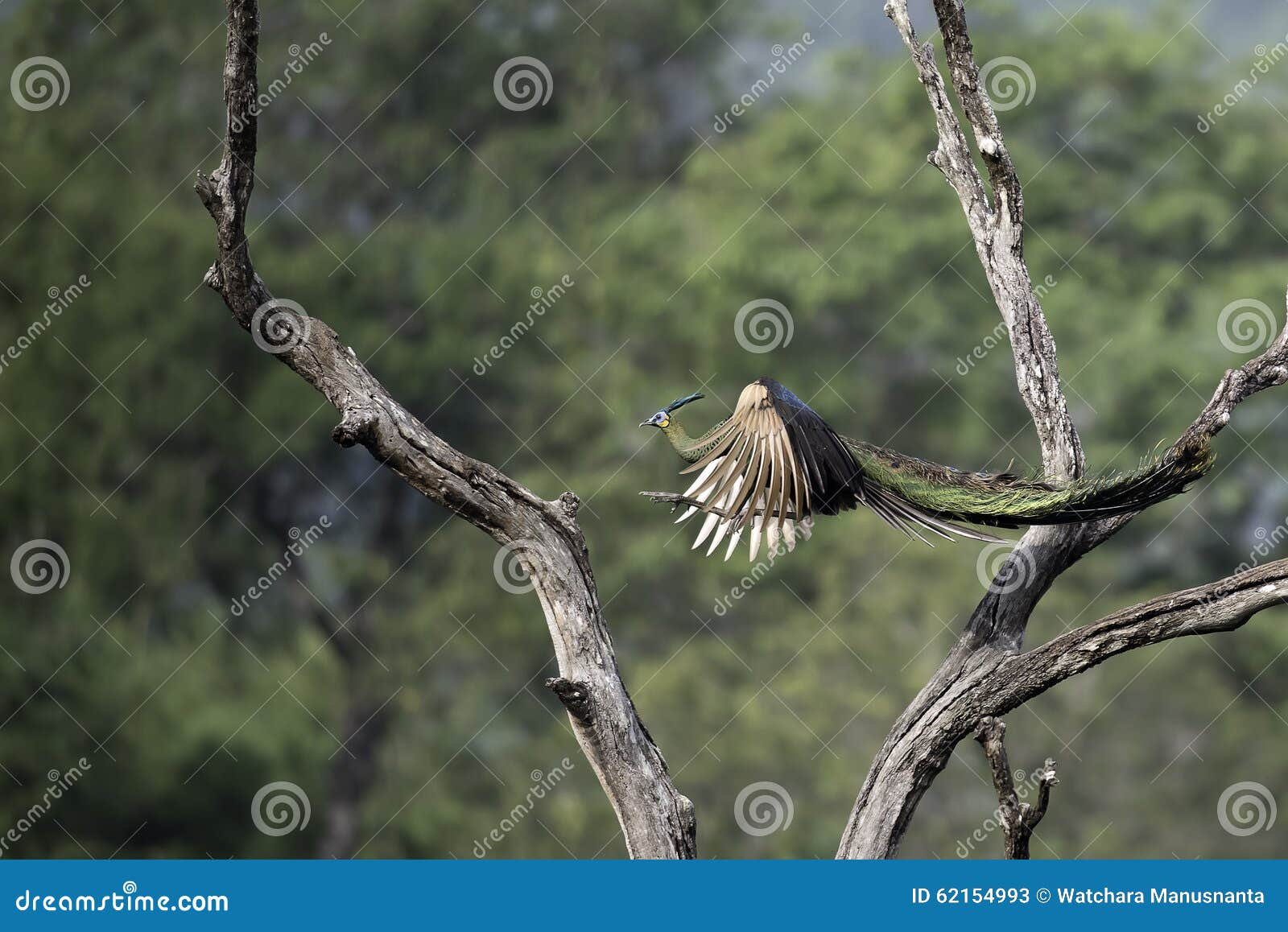 Peafowl Flying To Stump in Nature Stock Image - Image of tree, tropical ...