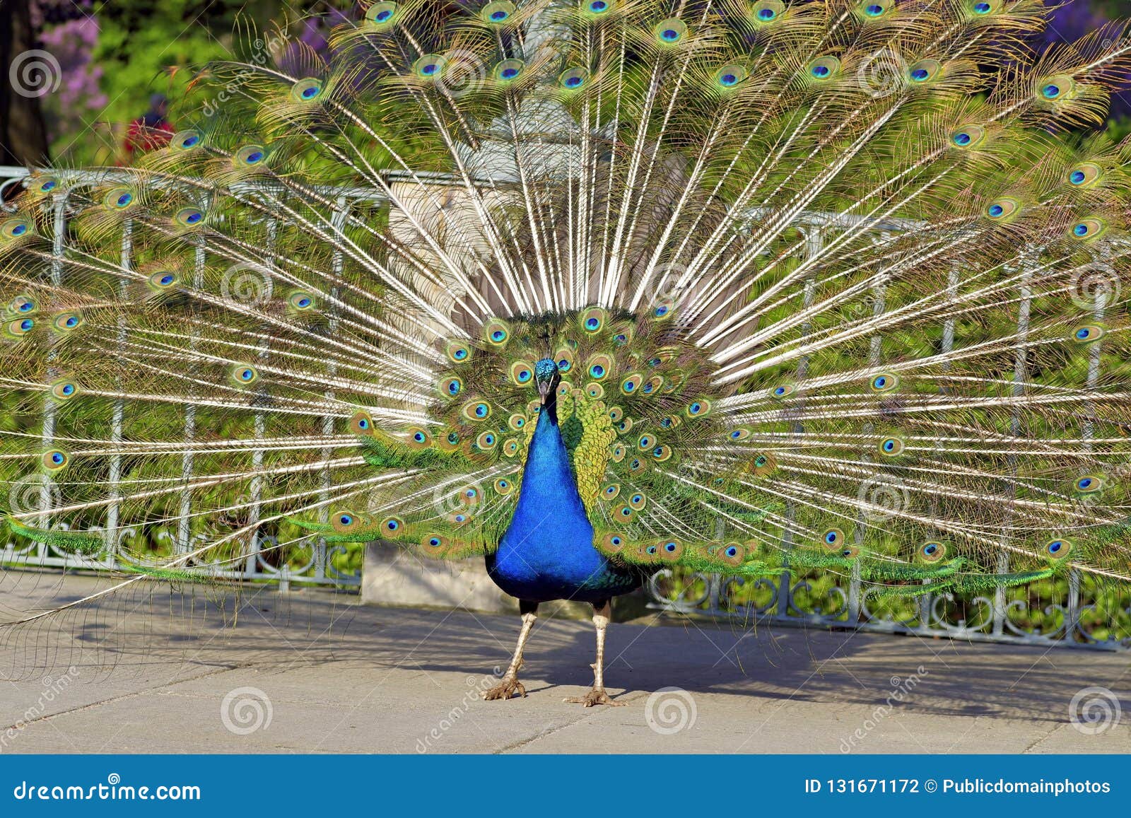 Peafowl, Galliformes, Bird, Feather Picture. Image: 131671172