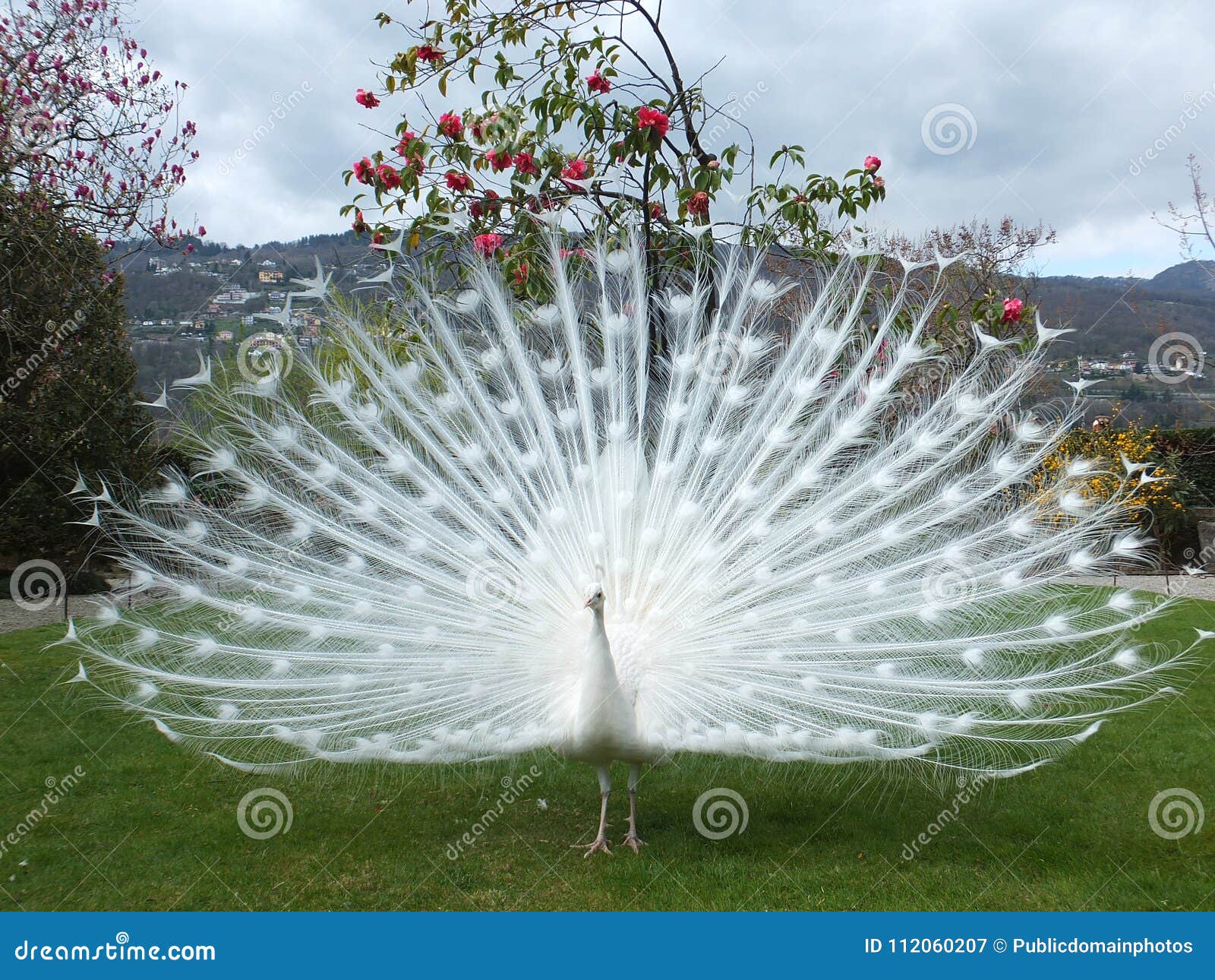 Peafowl, Galliformes, Tree, Bird Picture. Image: 112060207