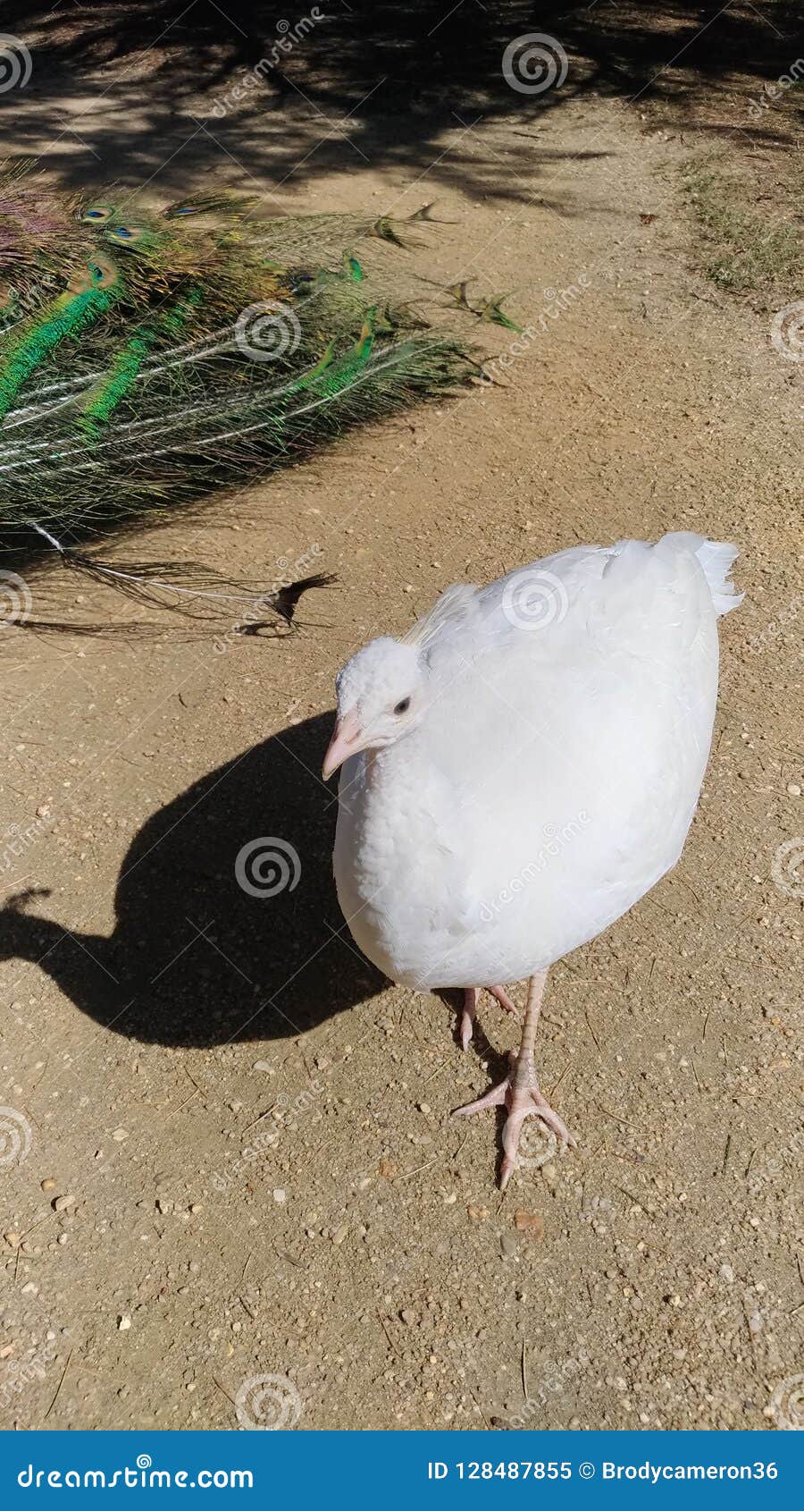 Peafowl stock image. Image of peafowl, whitepeahenx29 - 128487855