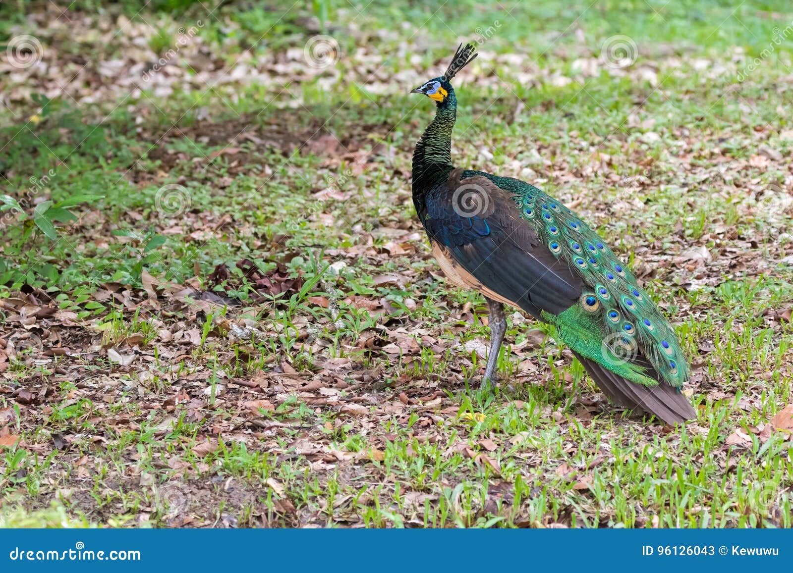 Peafowl Verde De Java, Pavo Real Con El Creciente Amarillo En Caminar ...