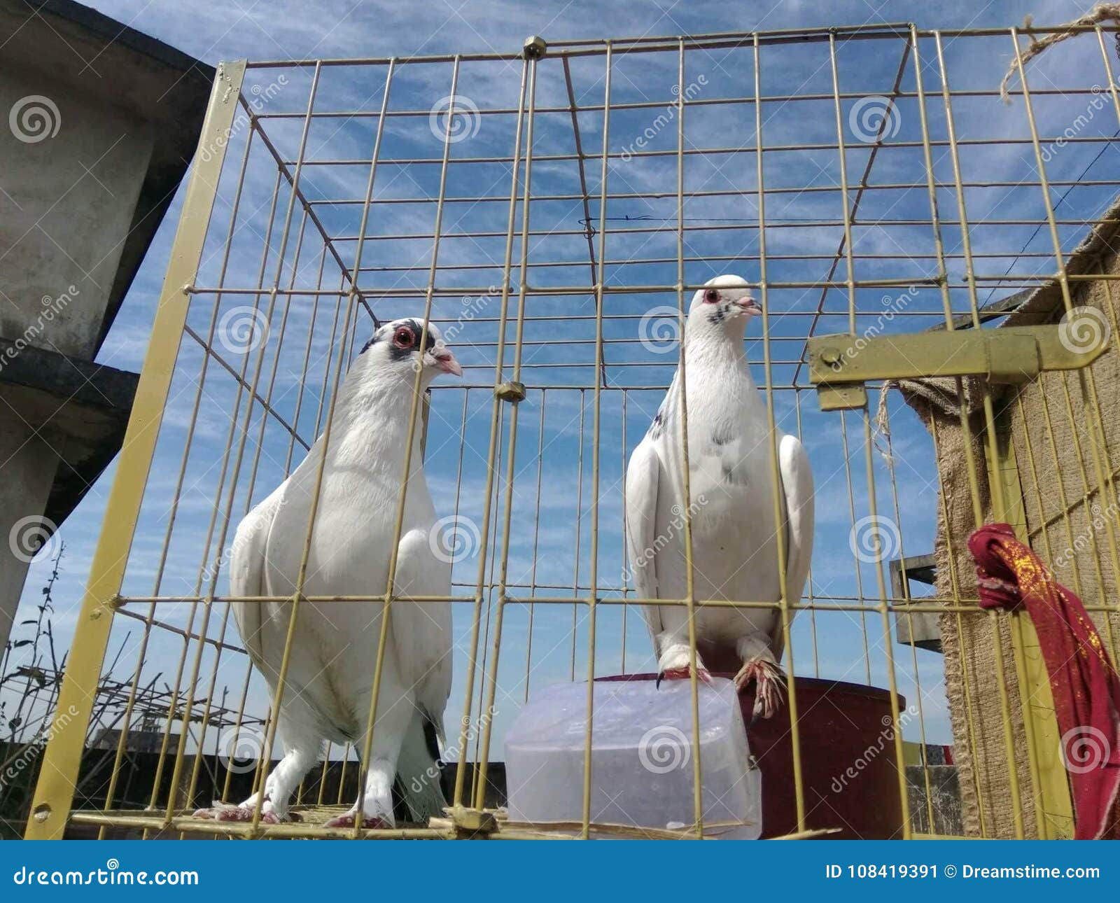 Peagon stock image. Image of peagon, beautiful - 108419391