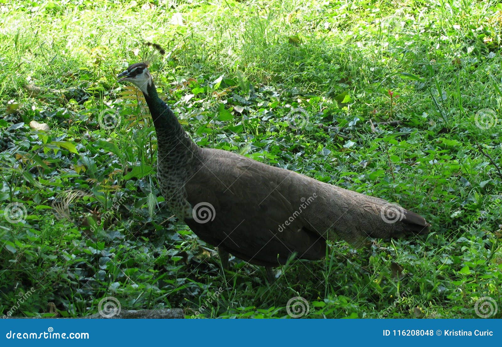 Peahen стоковое фото. изображение насчитывающей биографической - 116208048