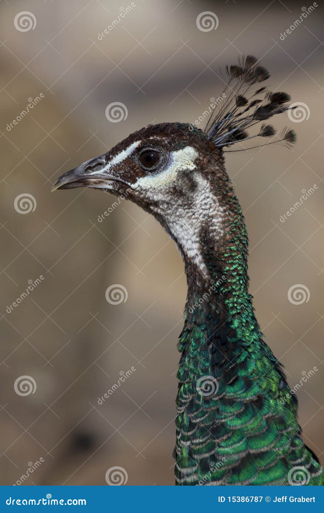 Peahen stock image. Image of beautiful, colorful, peafowl - 15386787