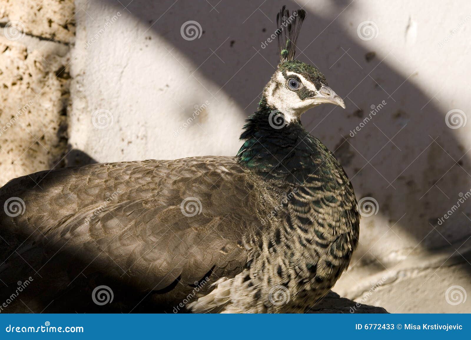 Peahen stock image. Image of wing, avian, bird, exotic - 6772433