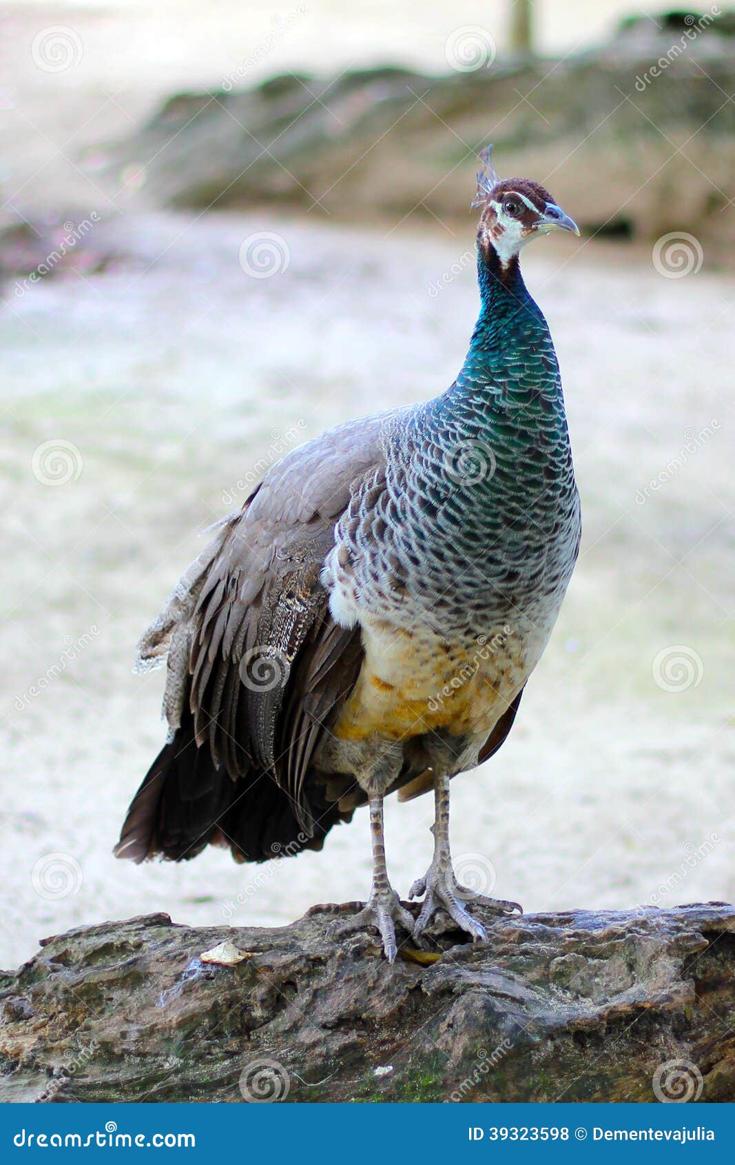 Wild Peahen Walking In Grass Stock Image | CartoonDealer.com #134079865