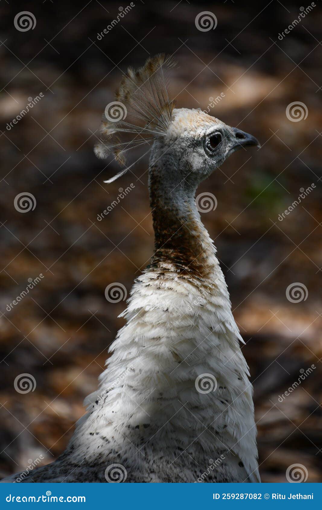 A Peahen stock photo. Image of bright, detail, color - 259287082