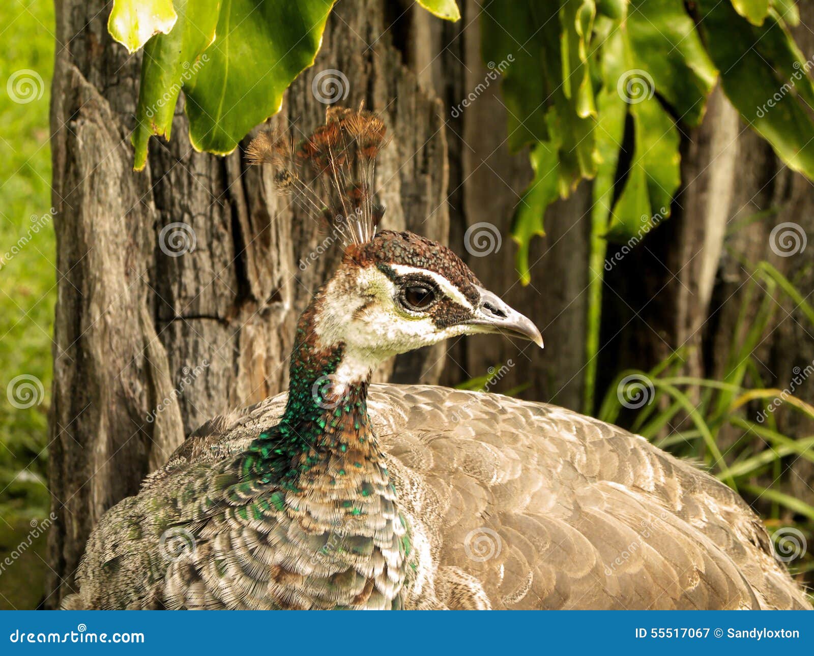 Peahen 2 stock image. Image of childrens, south, hens - 55517067