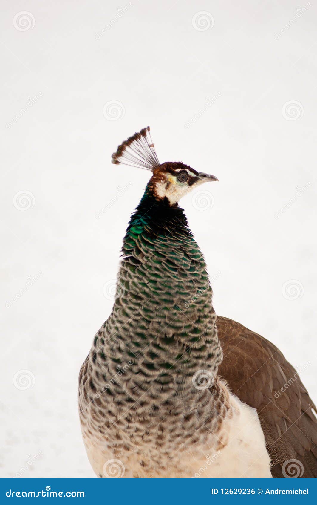 Peahen closeup stock photo. Image of rich, peacock, feathers - 12629236