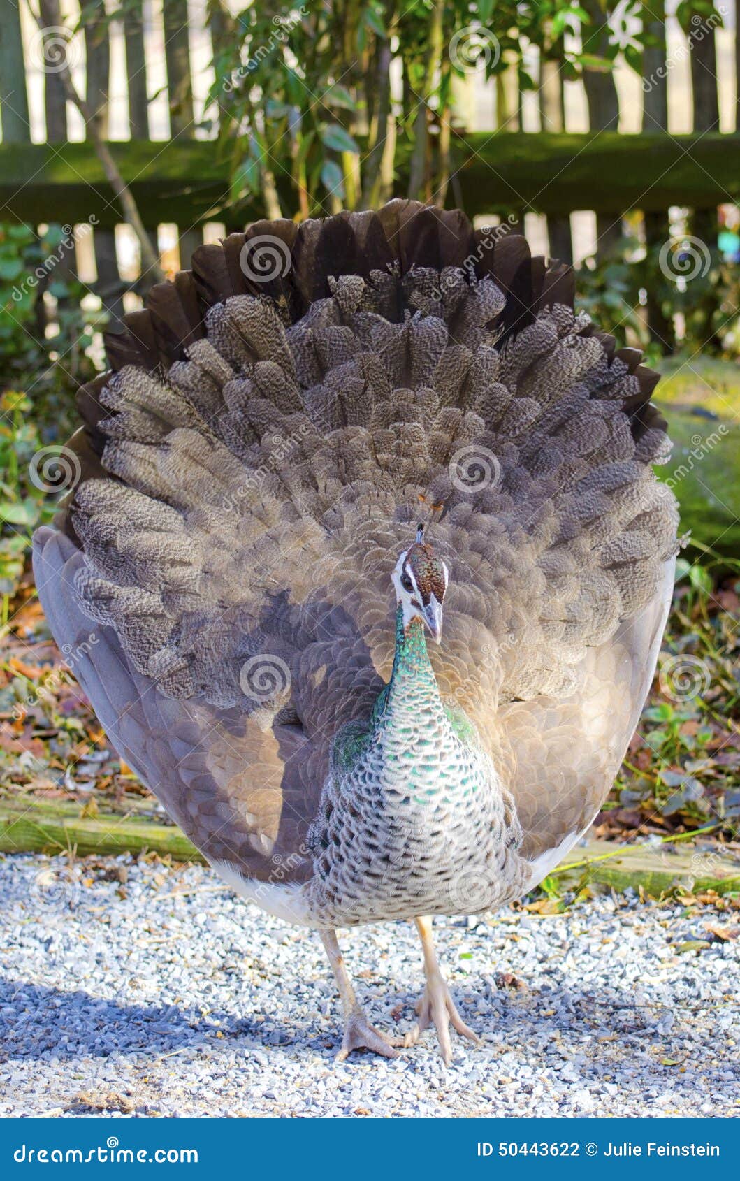 Peahen stock photo. Image of domesticated, female, bird - 50443622