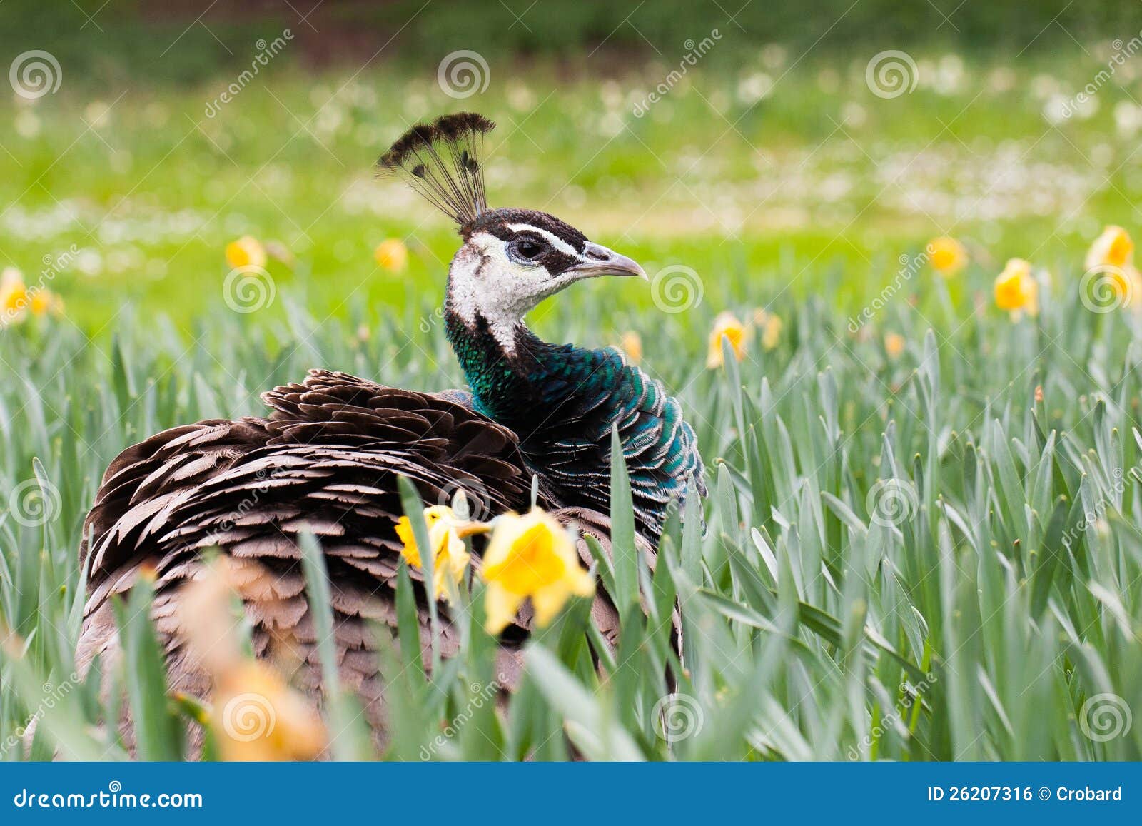 Peahen in a garden stock photo. Image of daffodil, spring - 26207316