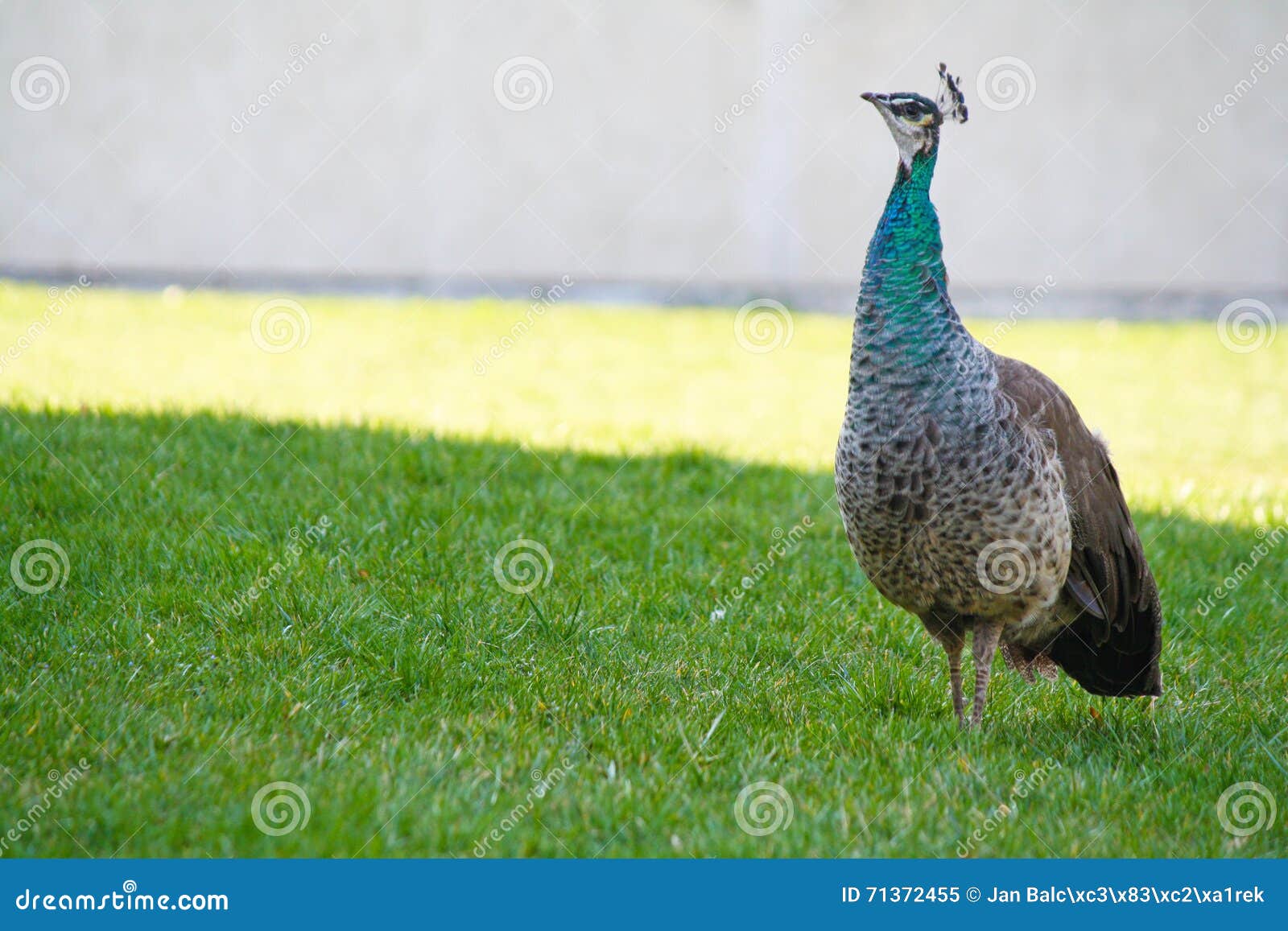 Peahen stock image. Image of neck, beauty, europe, avian - 71372455