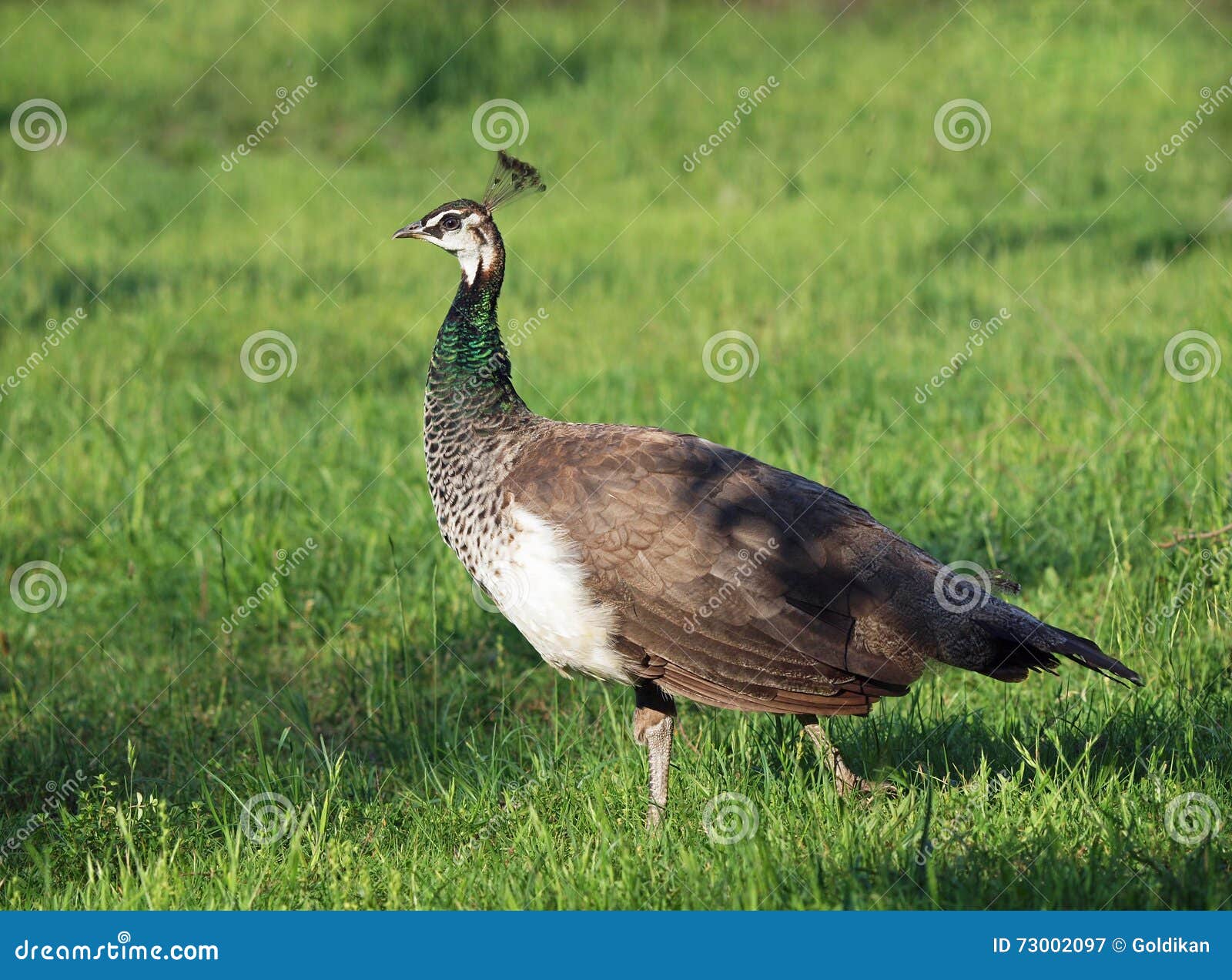Peahen on a green lawn stock image. Image of grazing - 73002097