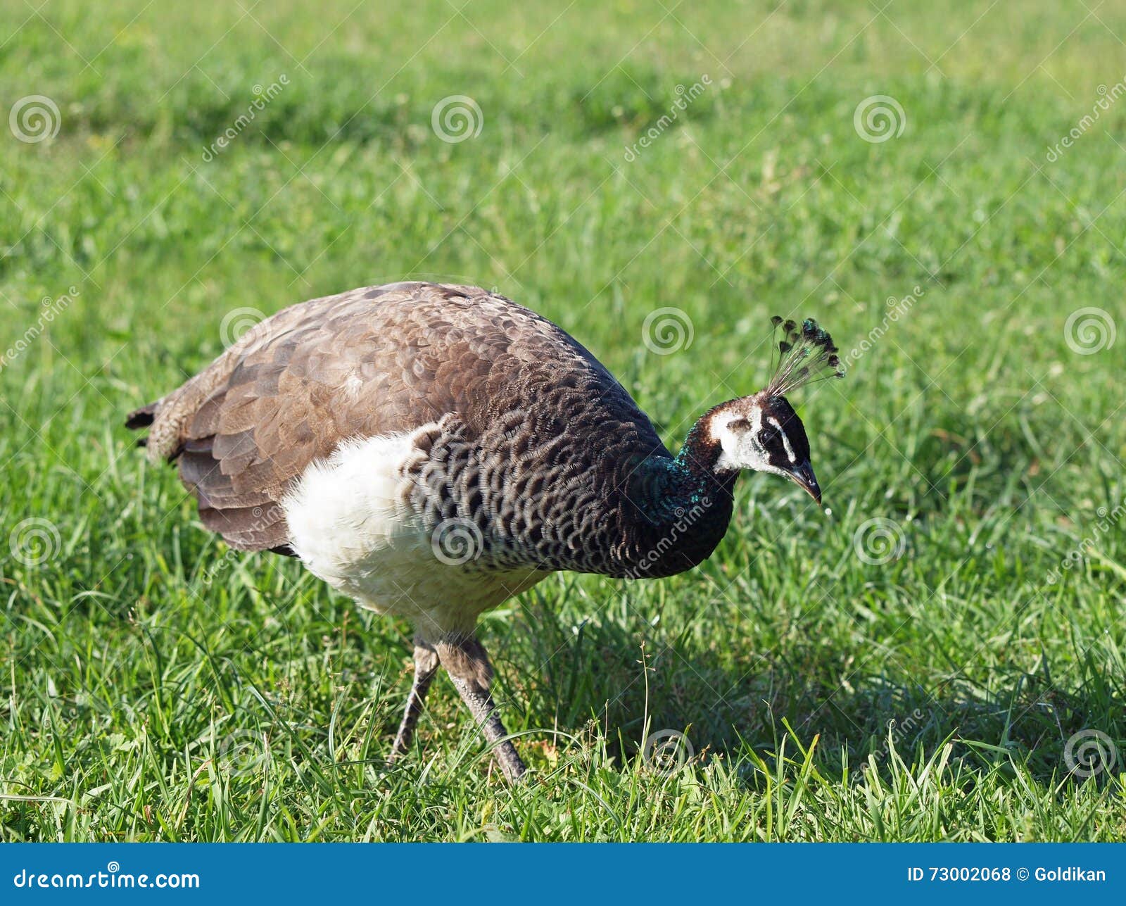 Peahen on a green lawn stock photo. Image of bird, poultry - 73002068