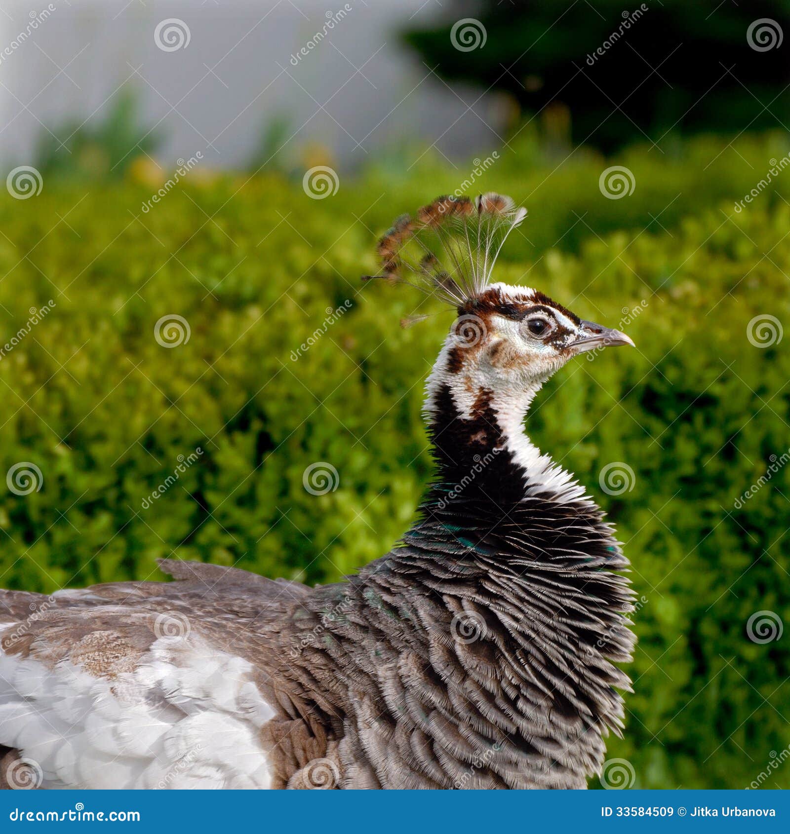 Peahen stock image. Image of peahen, face, bird, park - 33584509