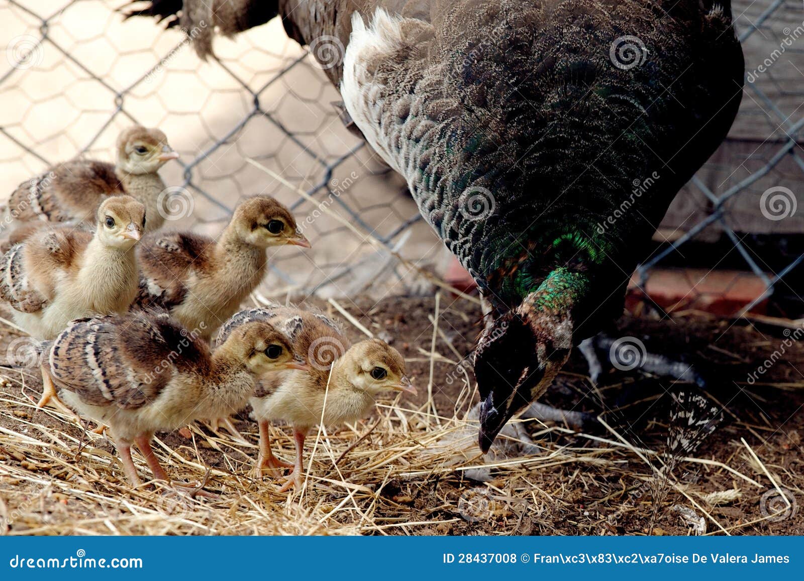 Peachicks Stock Photo | CartoonDealer.com #30878082