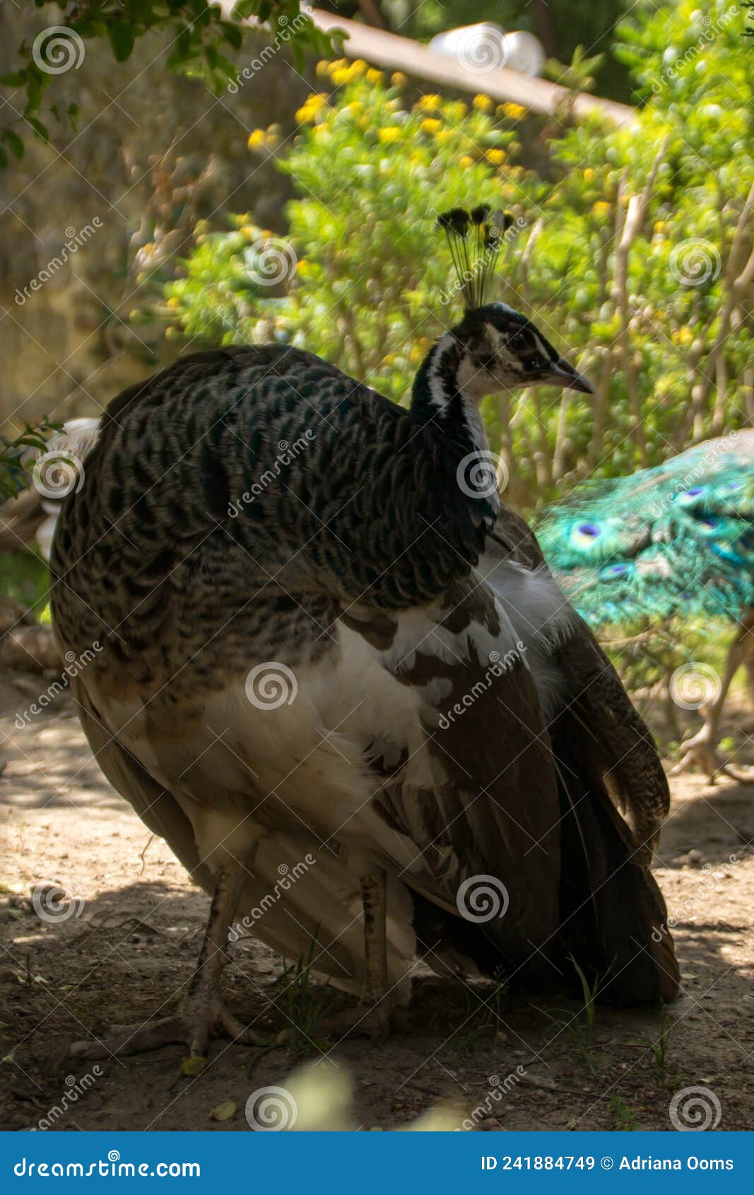 Peahen with chicks stock image. Image of baby, bird - 241884749