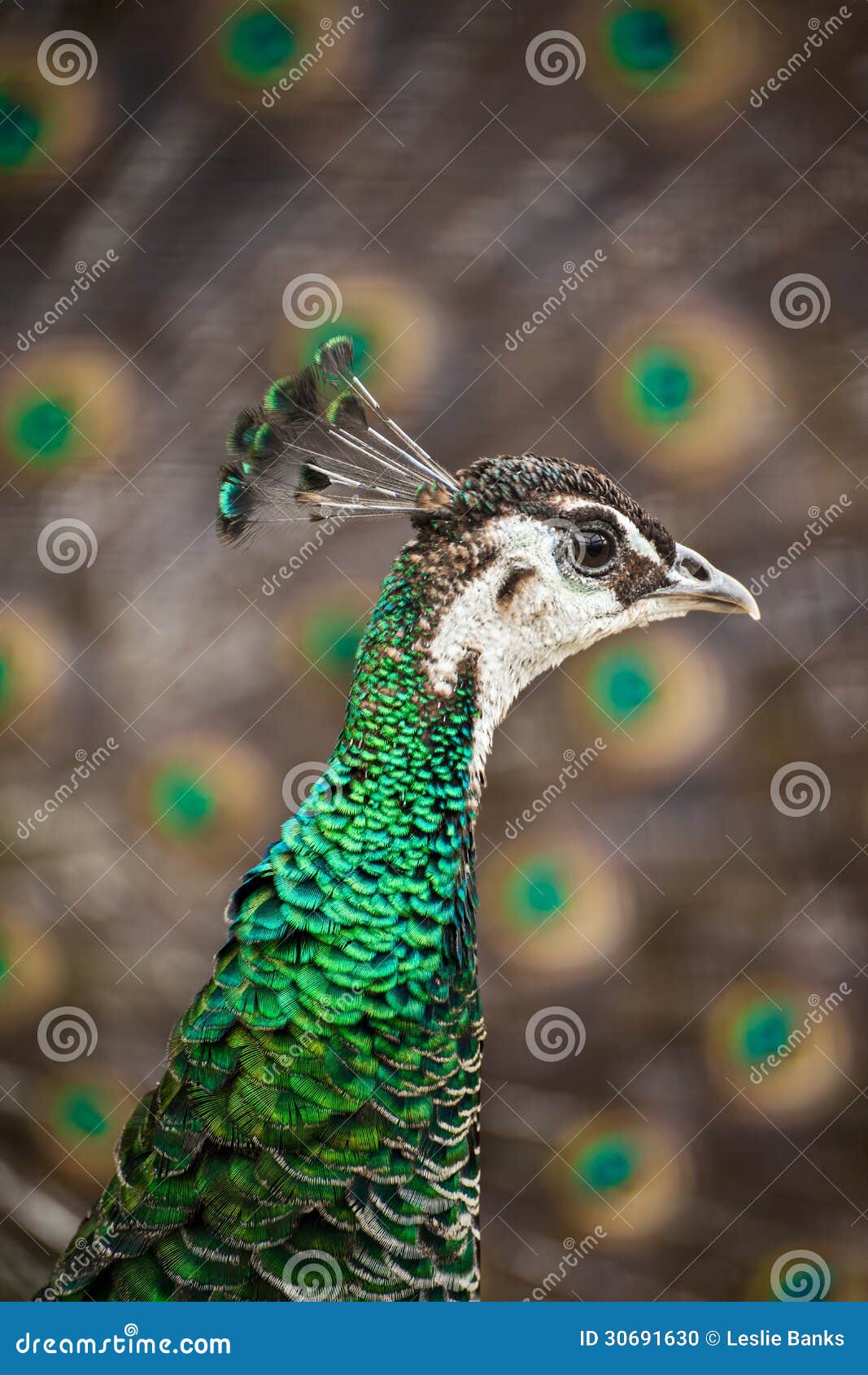 Peahen and peacock stock photo. Image of close, animal - 30691630