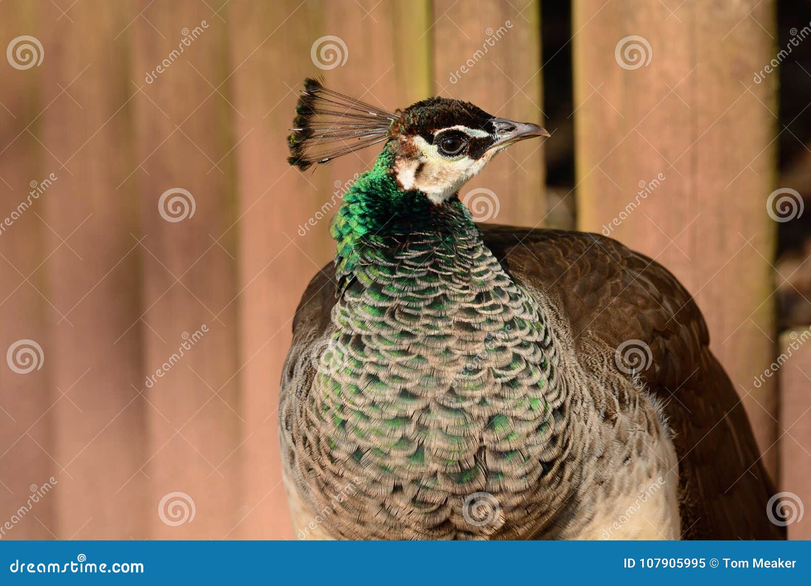 Peahen portrait stock image. Image of colorful, birds - 107905995