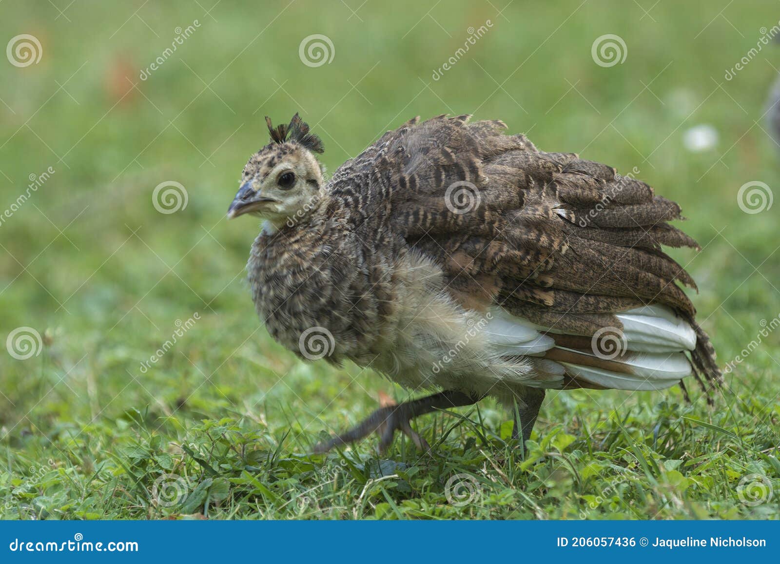 Peahen on it`s First Outing. Stock Photo - Image of nest, takes: 206057436