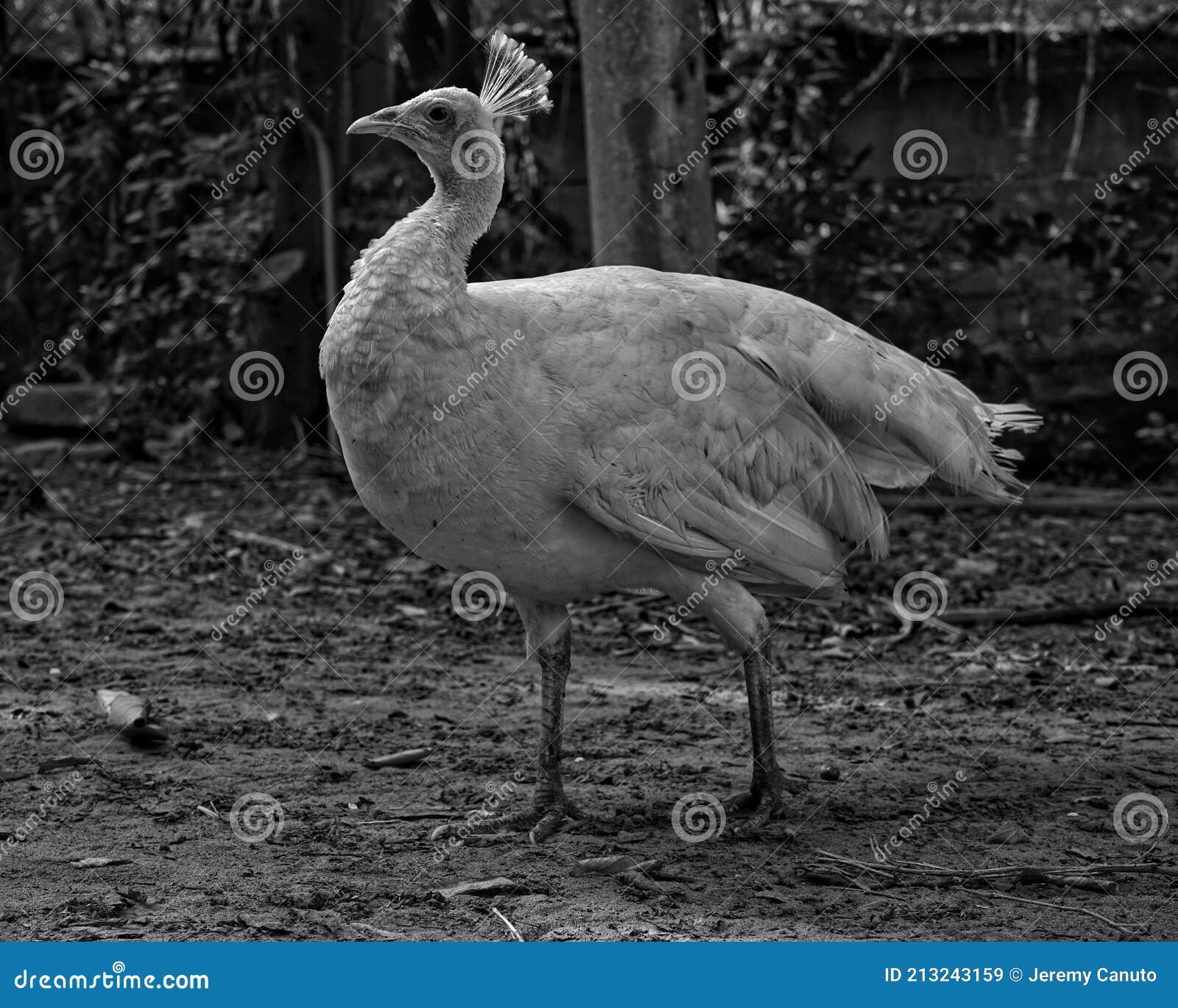 Peahen side view portrait stock image. Image of wildlife - 213243159