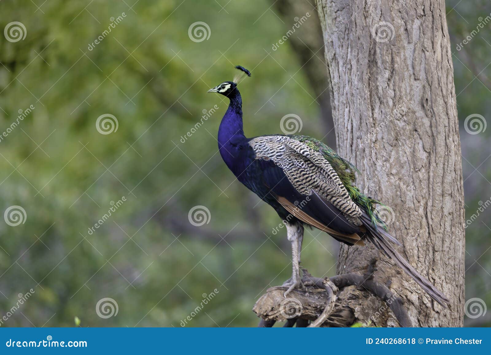 A Pea Hen on a Tree in the Forest. Stock Photo - Image of wildlife ...