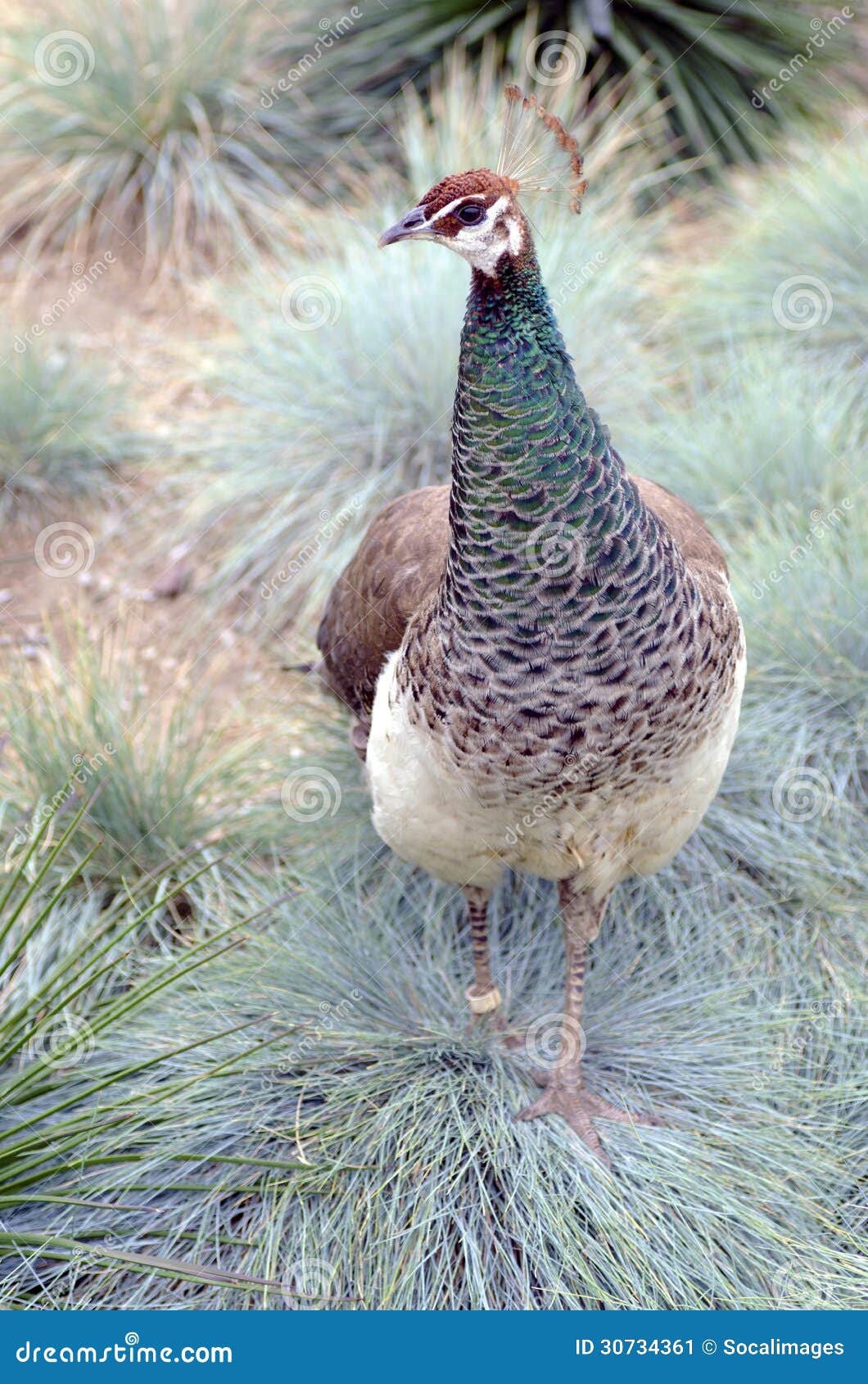 Peahen stock image. Image of peafowl, peahen, bird, brown - 30734361
