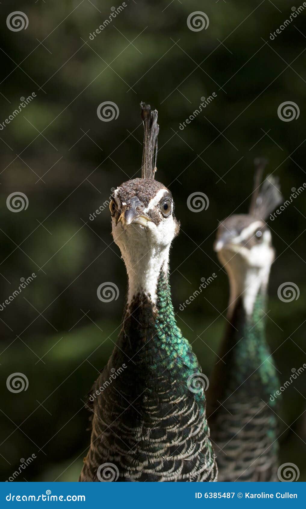 Peahens stock image. Image of regal, feather, royal, copyspace - 6385487