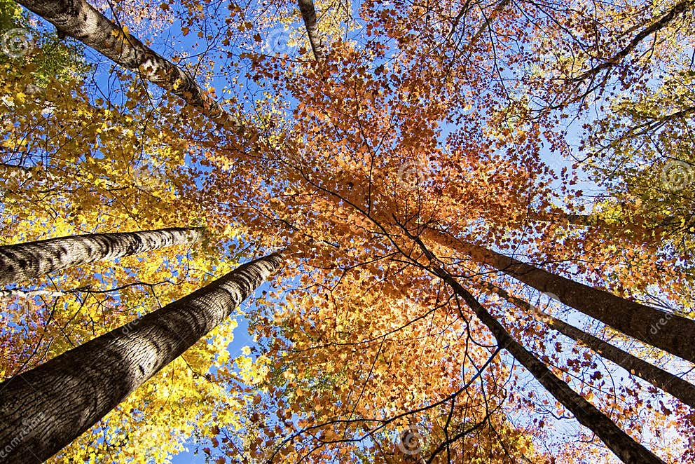 Peak of fall color stock image. Image of petal, radial - 12610535