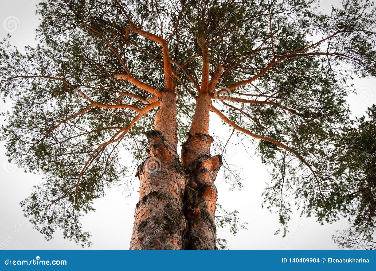 Peak of Two Pine Trees Isolated Veiw from Bottom Stock Photo - Image of ...