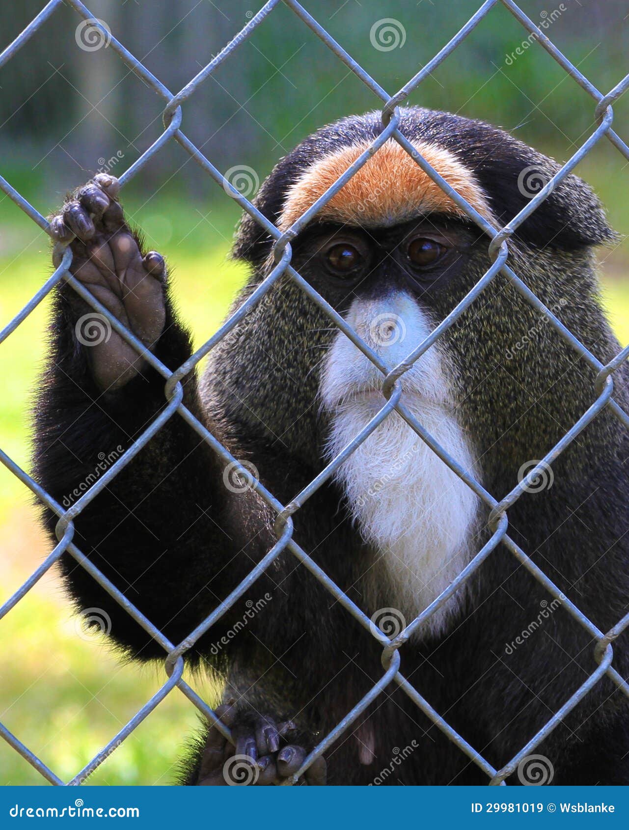 Monkey in cage stock image. Image of emotion, wildlife - 29981019