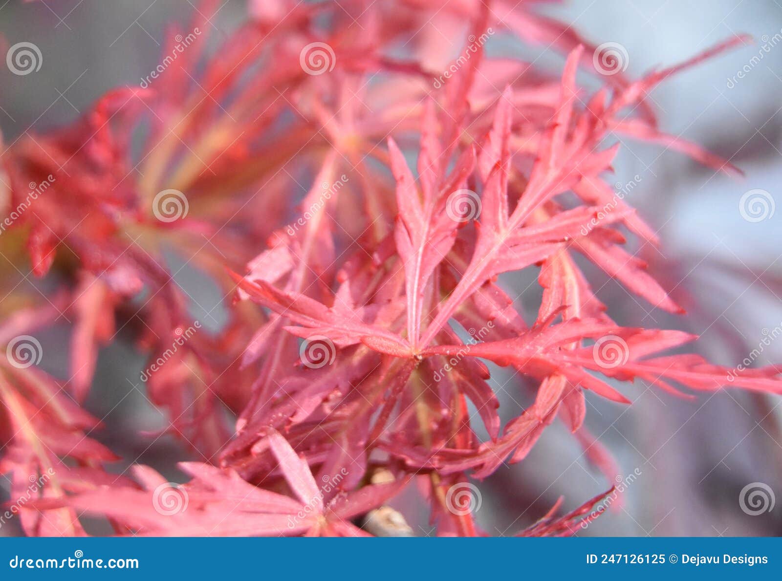 Peaking through Leaves of a Split Leaf Japanese Maple Stock Image ...