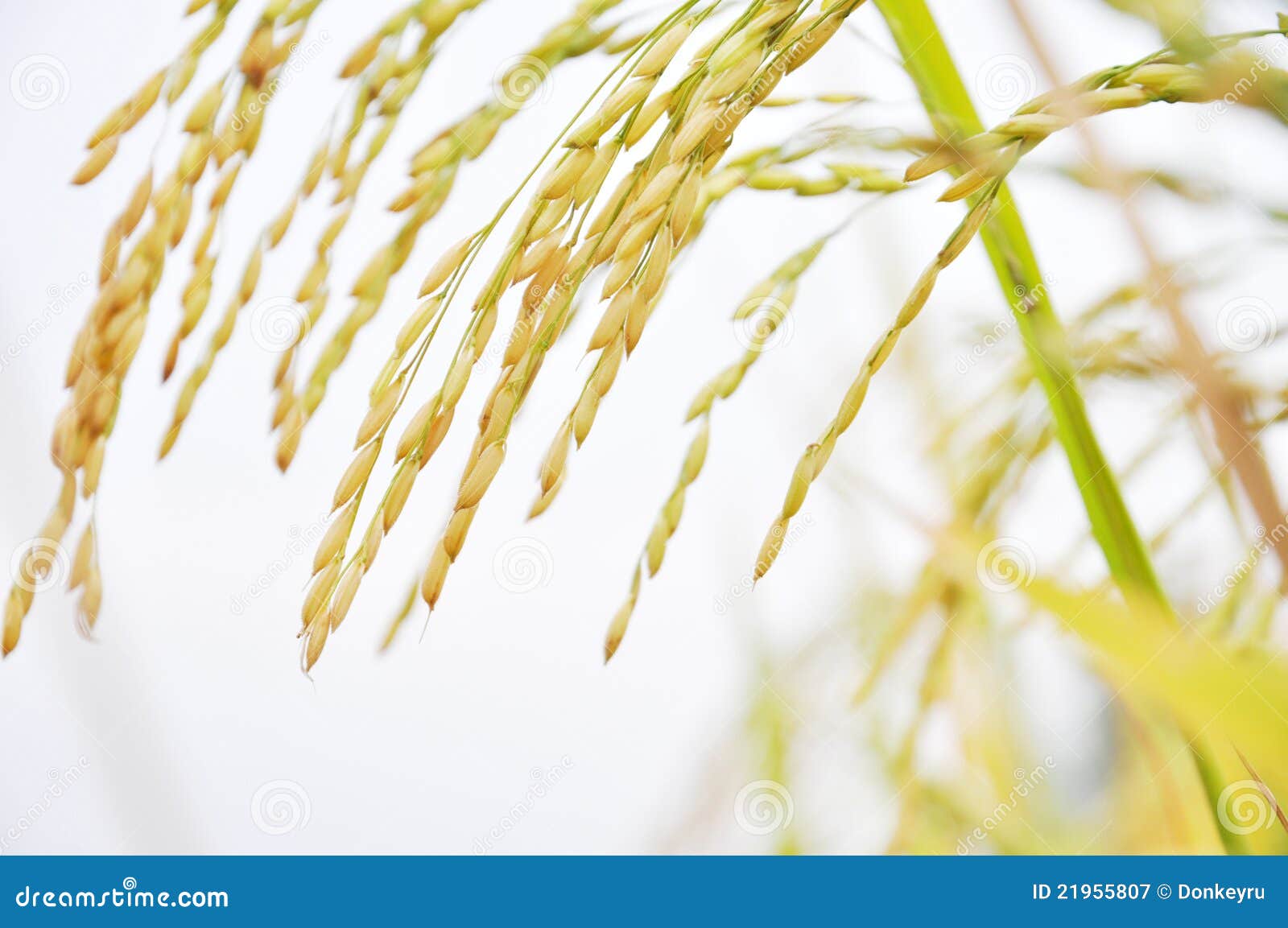 Peandant paddy earhead stock image. Image of fruit, harvest - 21955807