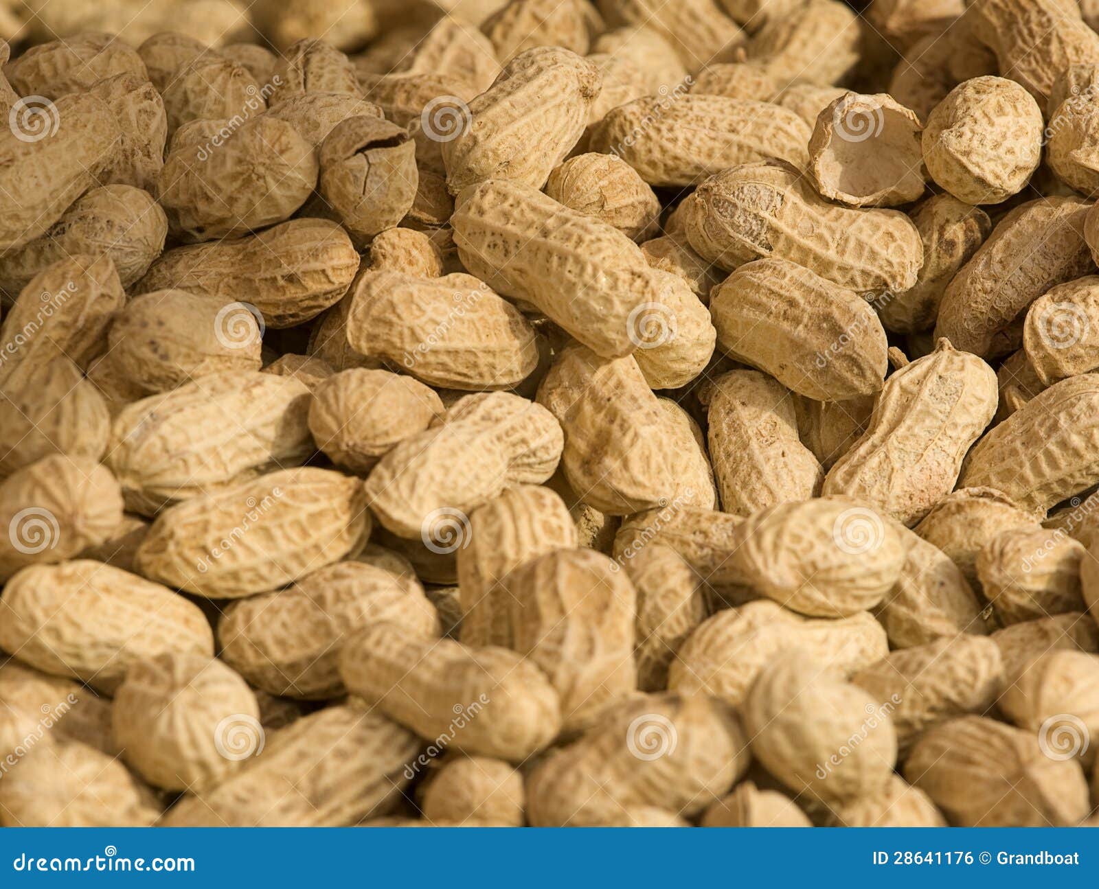 Peanut stock photo. Image of large, color, grain, drying - 28641176
