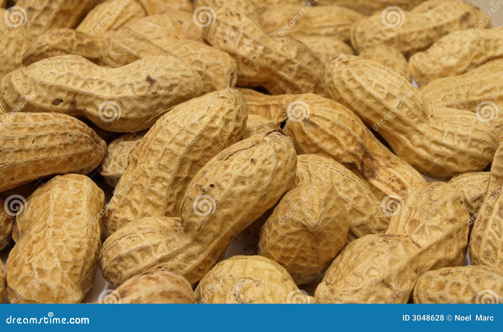 Peanut stock photo. Image of food, corn, dryness, fruit - 3048628
