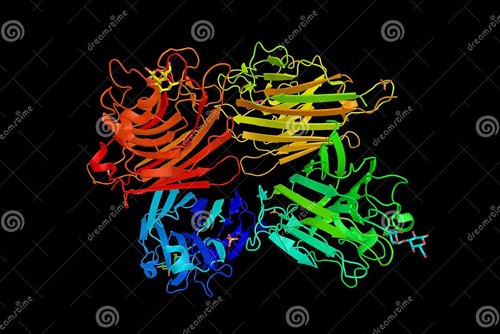 Peanut Agglutinin, a Plant Lectin Protein. Stock Illustration ...