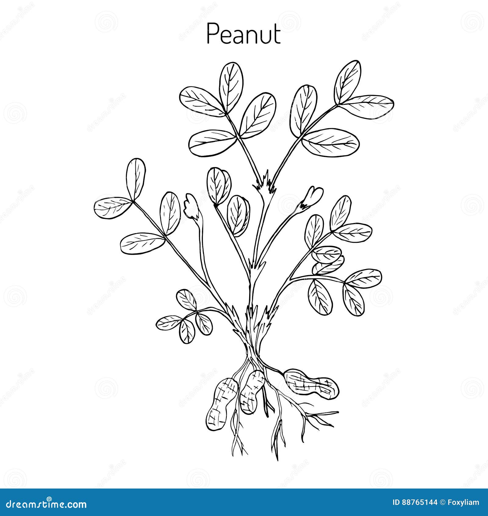 Peanut Plant Drawing