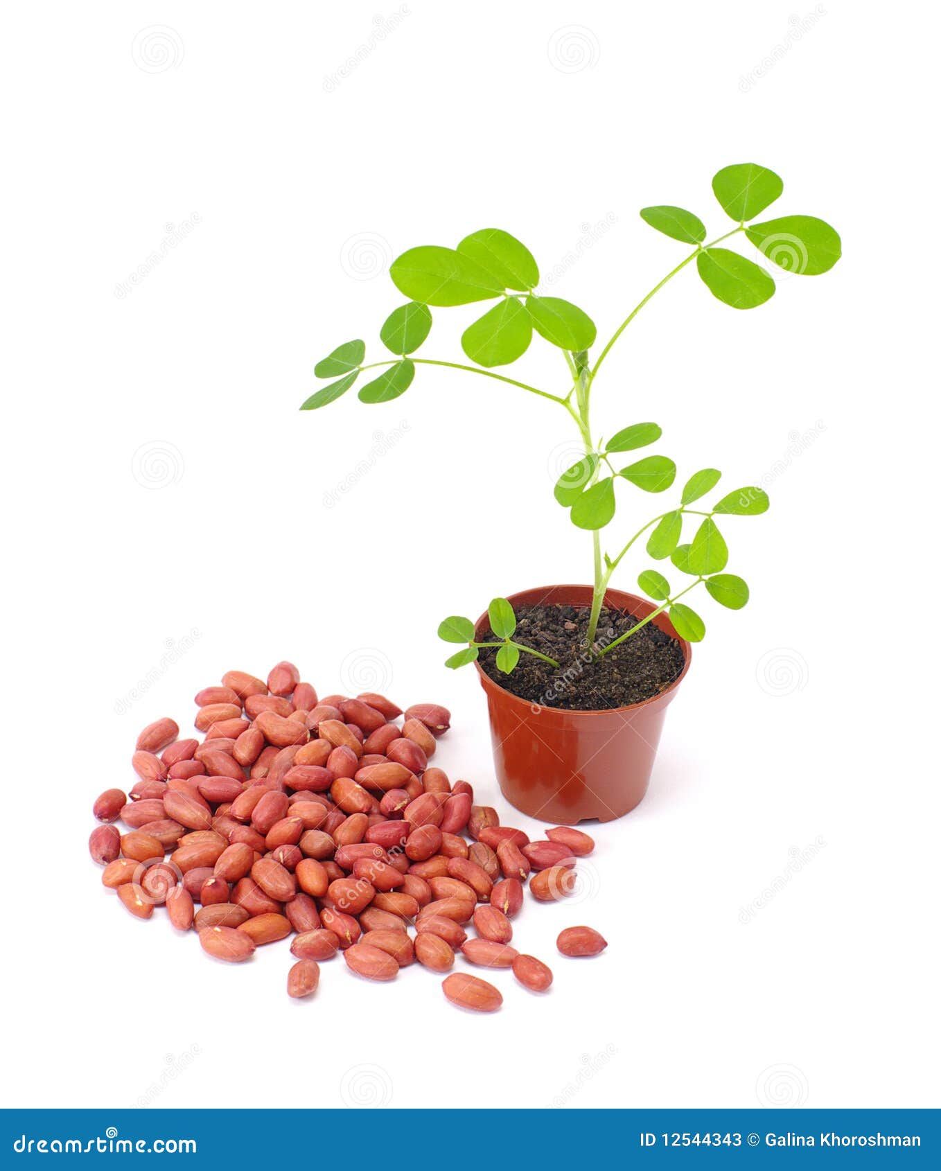 Peanut(arachis)seeds and Vegetable Stock Image - Image of burgeon ...