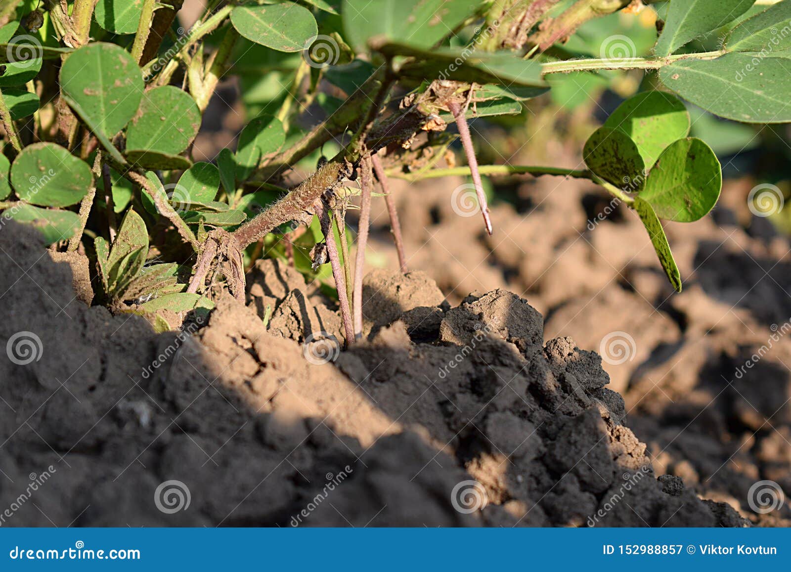 Peanut Bush in the Field Close-up Stock Image - Image of agriculture ...