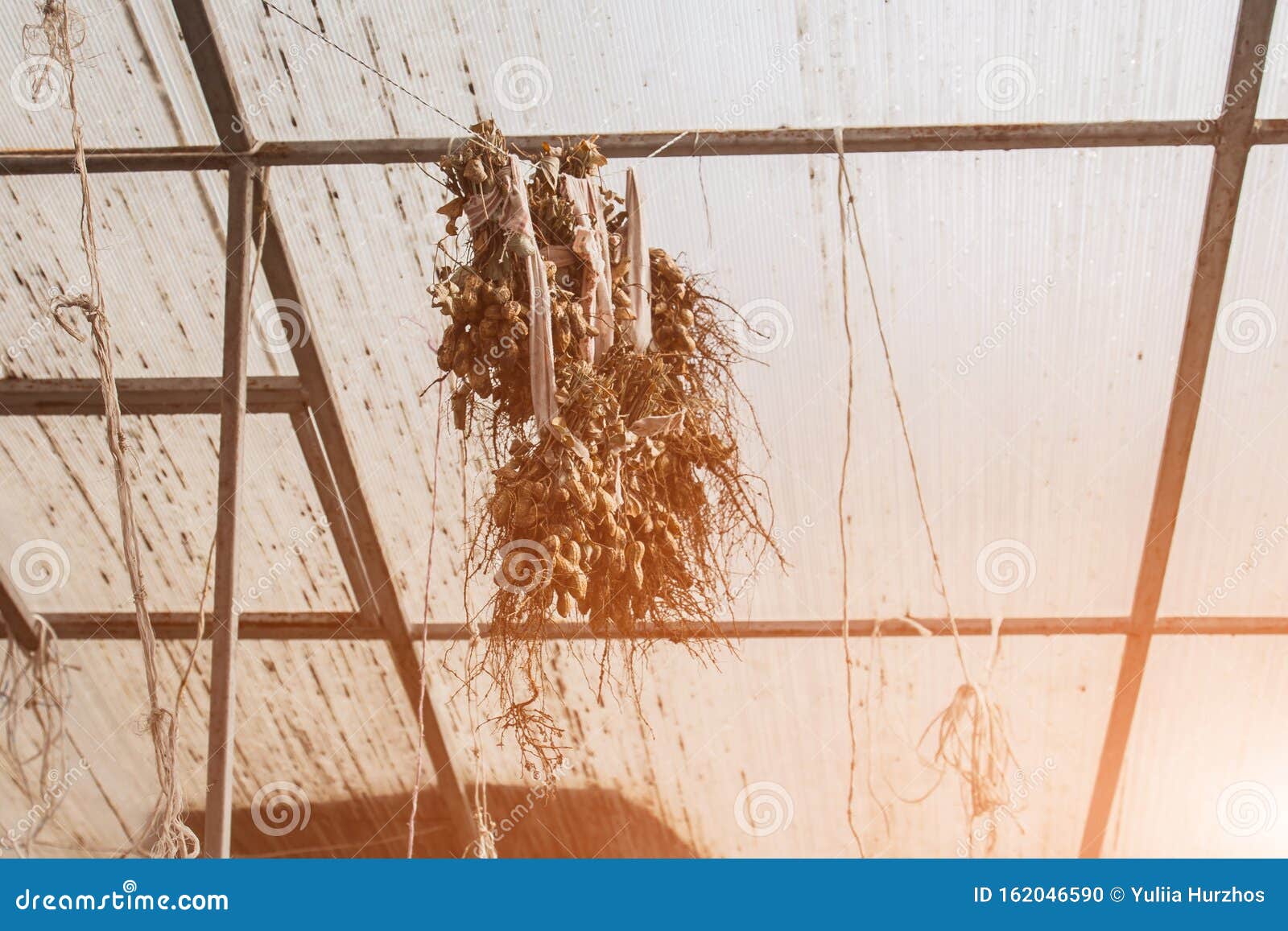 Peanut Bushes Are Dried In A Greenhouse. The Process Of Drying And ...