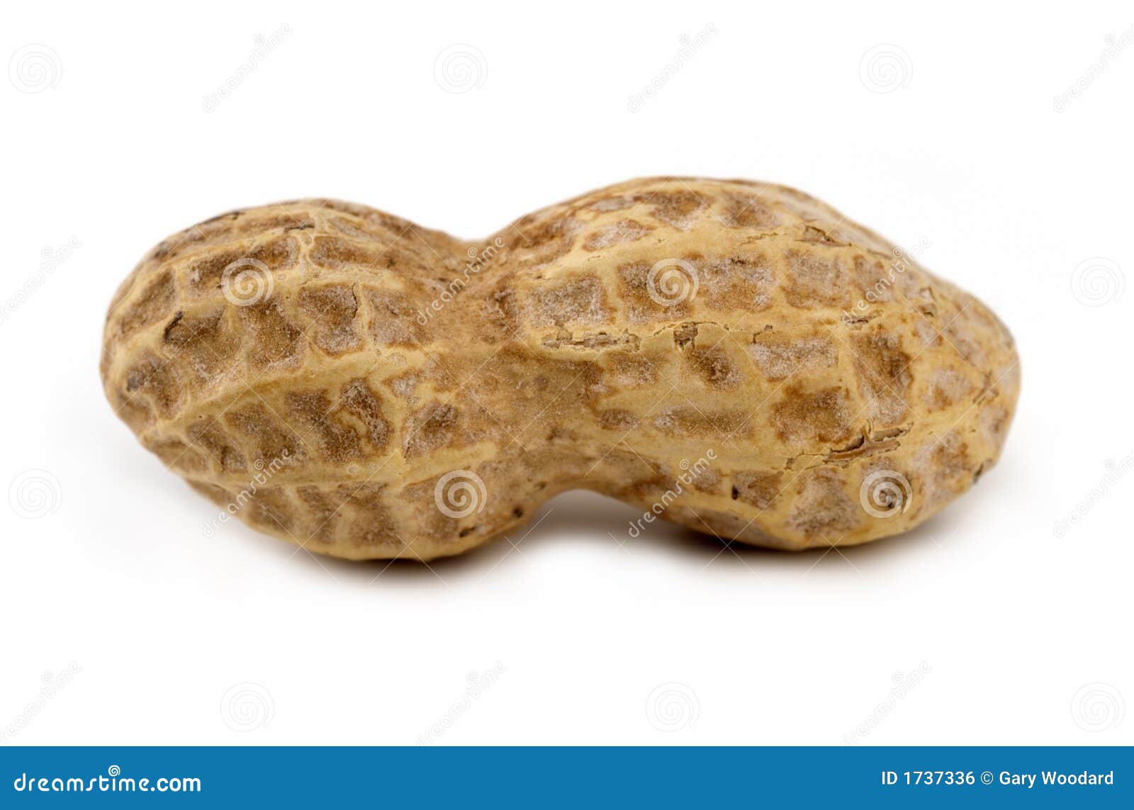 Peanut Closeup. stock photo. Image of isolated, peanut - 1737336