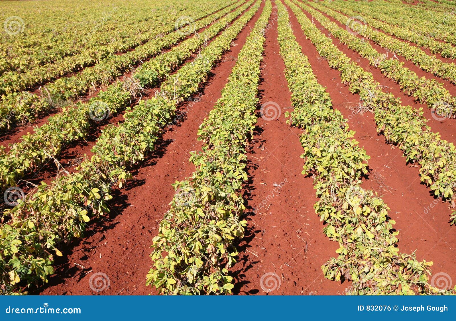 Peanut Crop stock photo. Image of neat, queensland, landscape - 832076