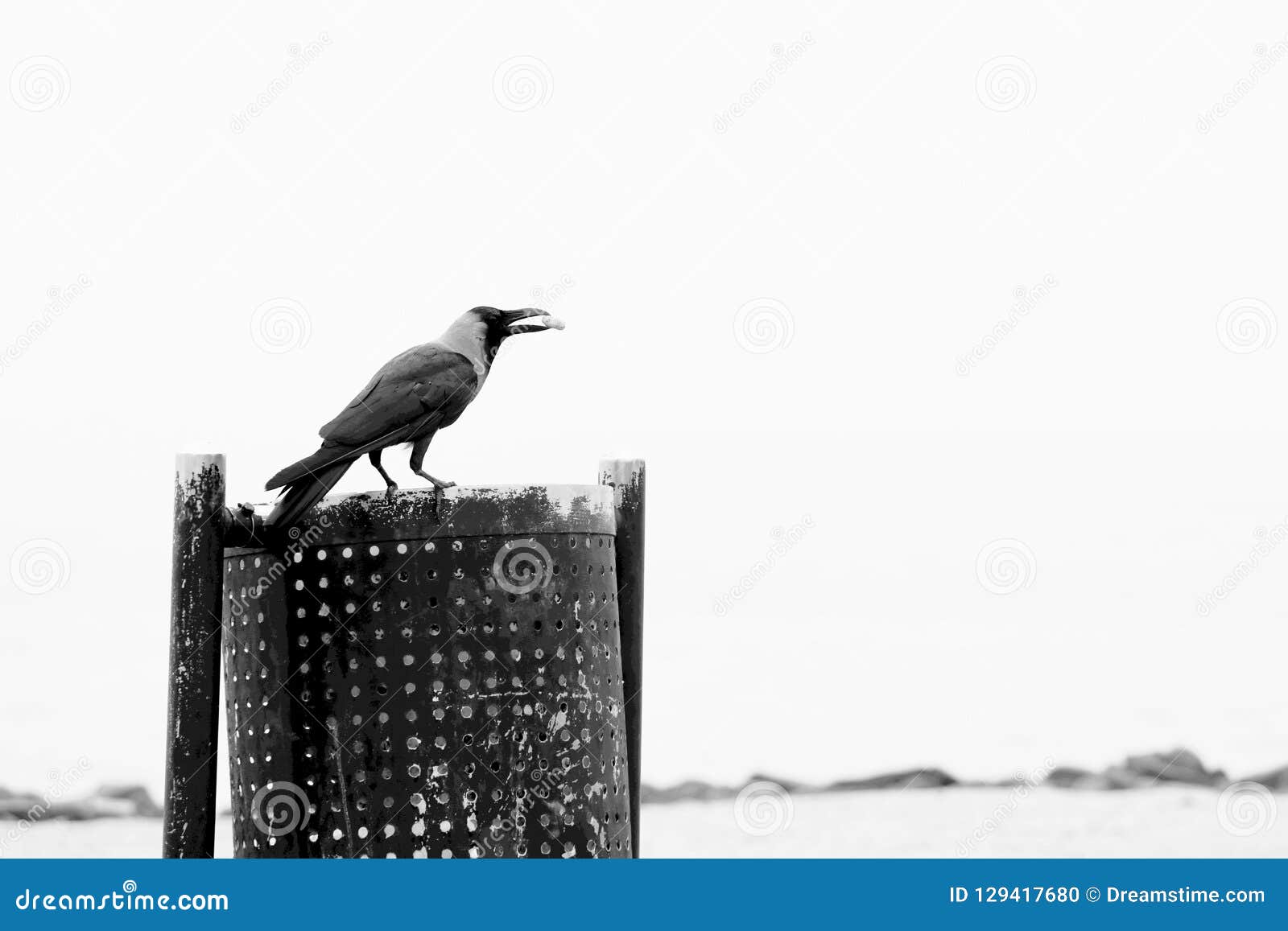 Peanut crow stock photo. Image of stole, vendor, peanut - 129417680