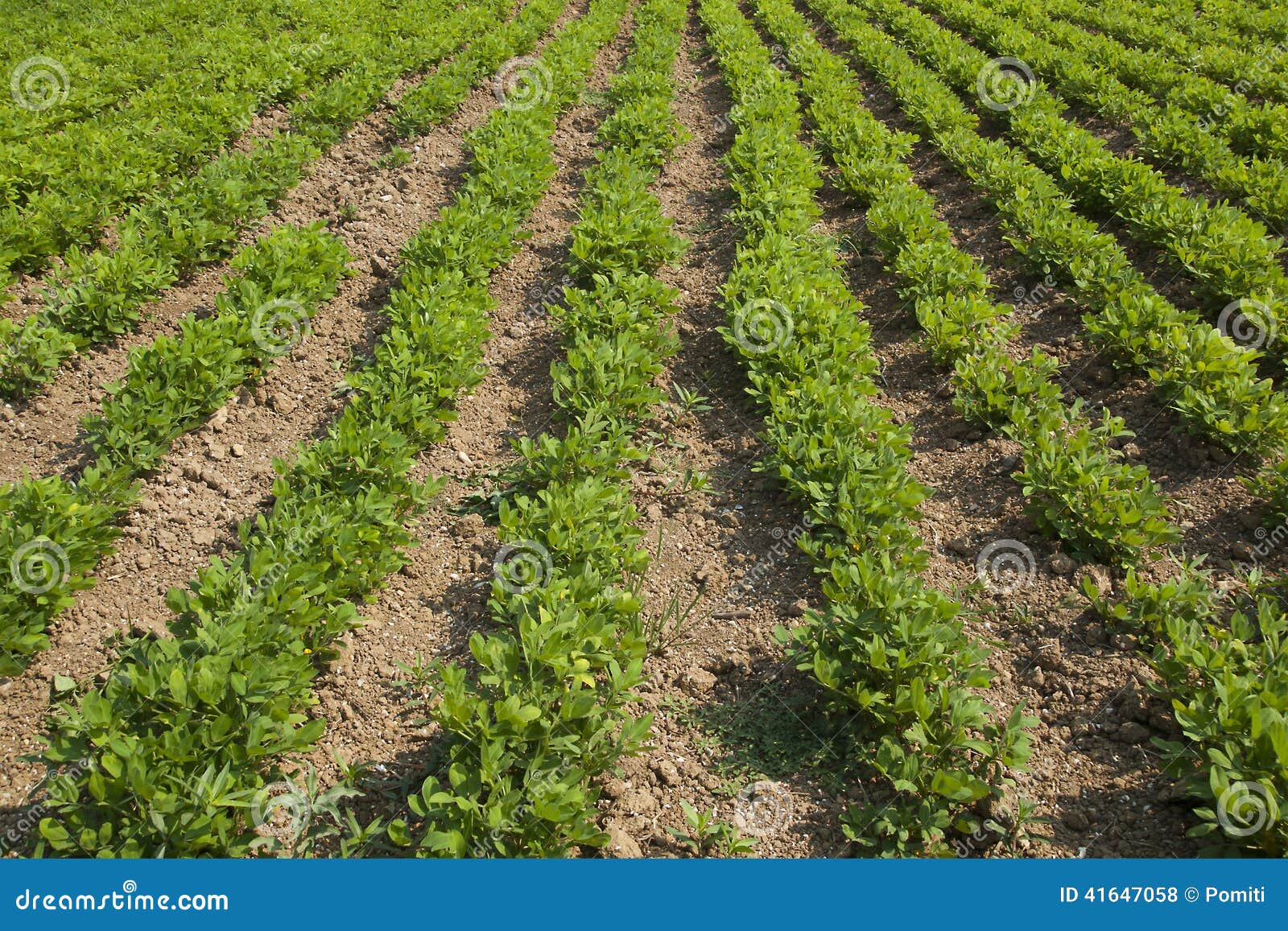 Peanut farm stock photo. Image of cultivated, peanut - 41647058