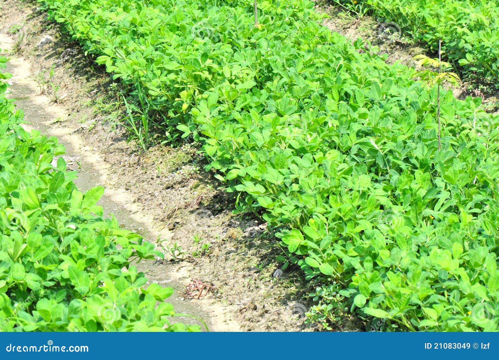 Peanut field stock image. Image of groundnut, arachis - 21083049