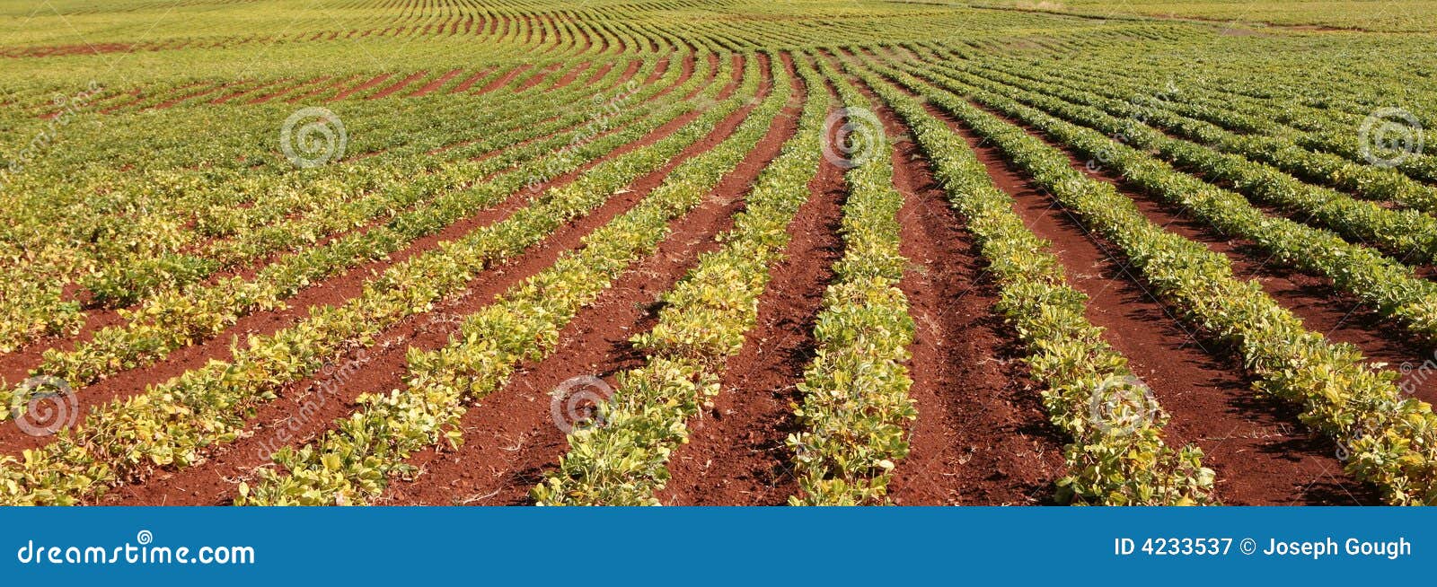 Peanut Field stock image. Image of scenic, green, legumes - 4233537