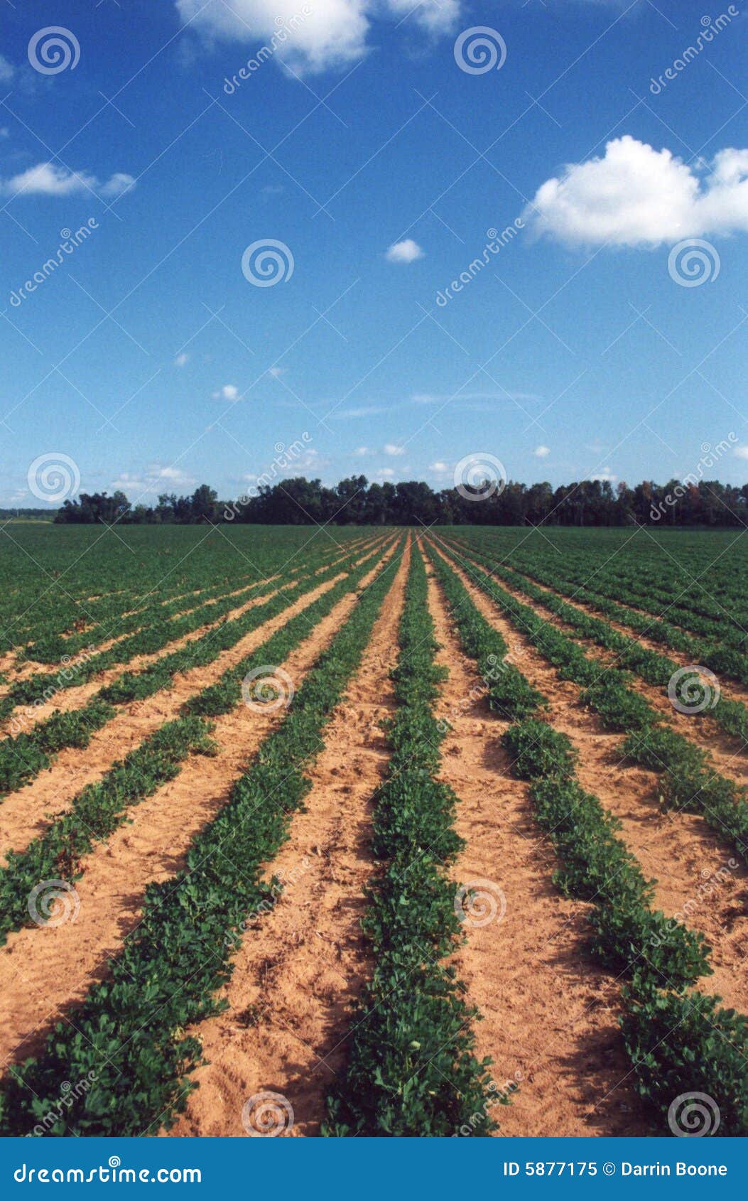 Peanut field stock image. Image of landscape, industry - 5877175