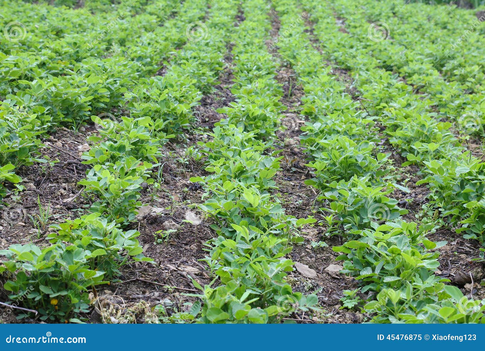 Peanut field stock image. Image of farmland, meadow, crop - 45476875